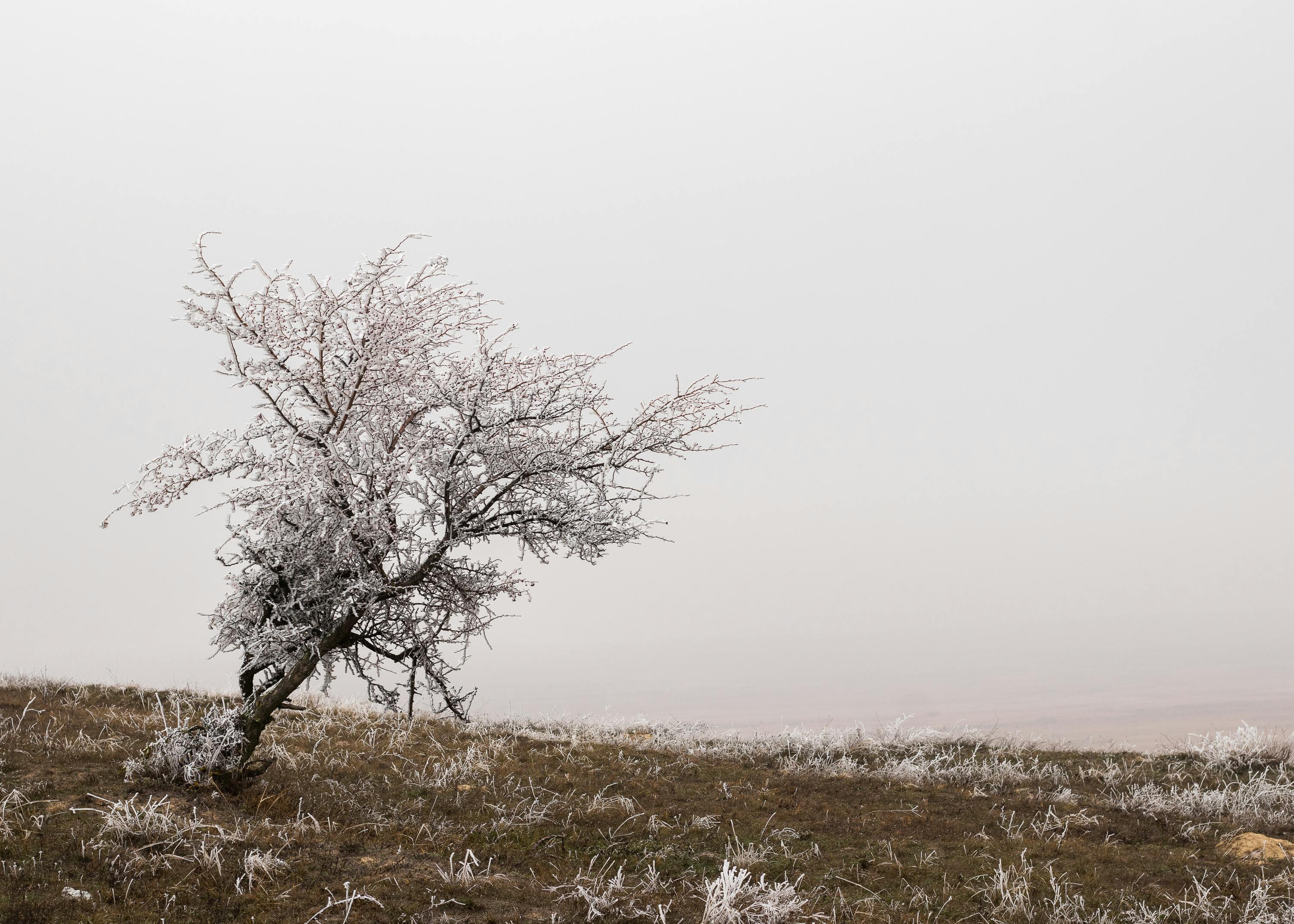 Tree near Water Ponds in Winter · Free Stock Photo