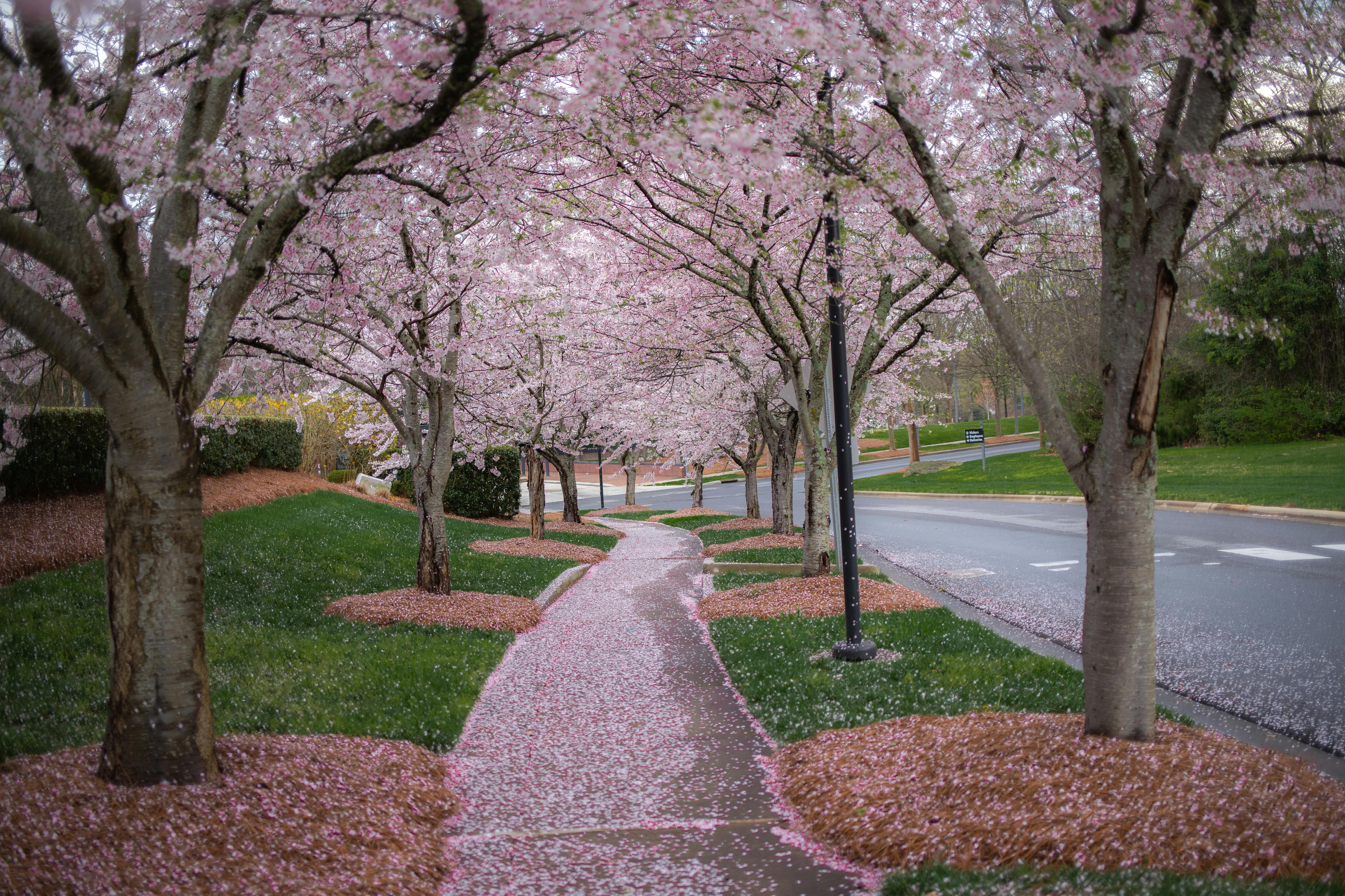 Blooming Cherry Blossom Trees Along a Pathway · Free Stock Photo