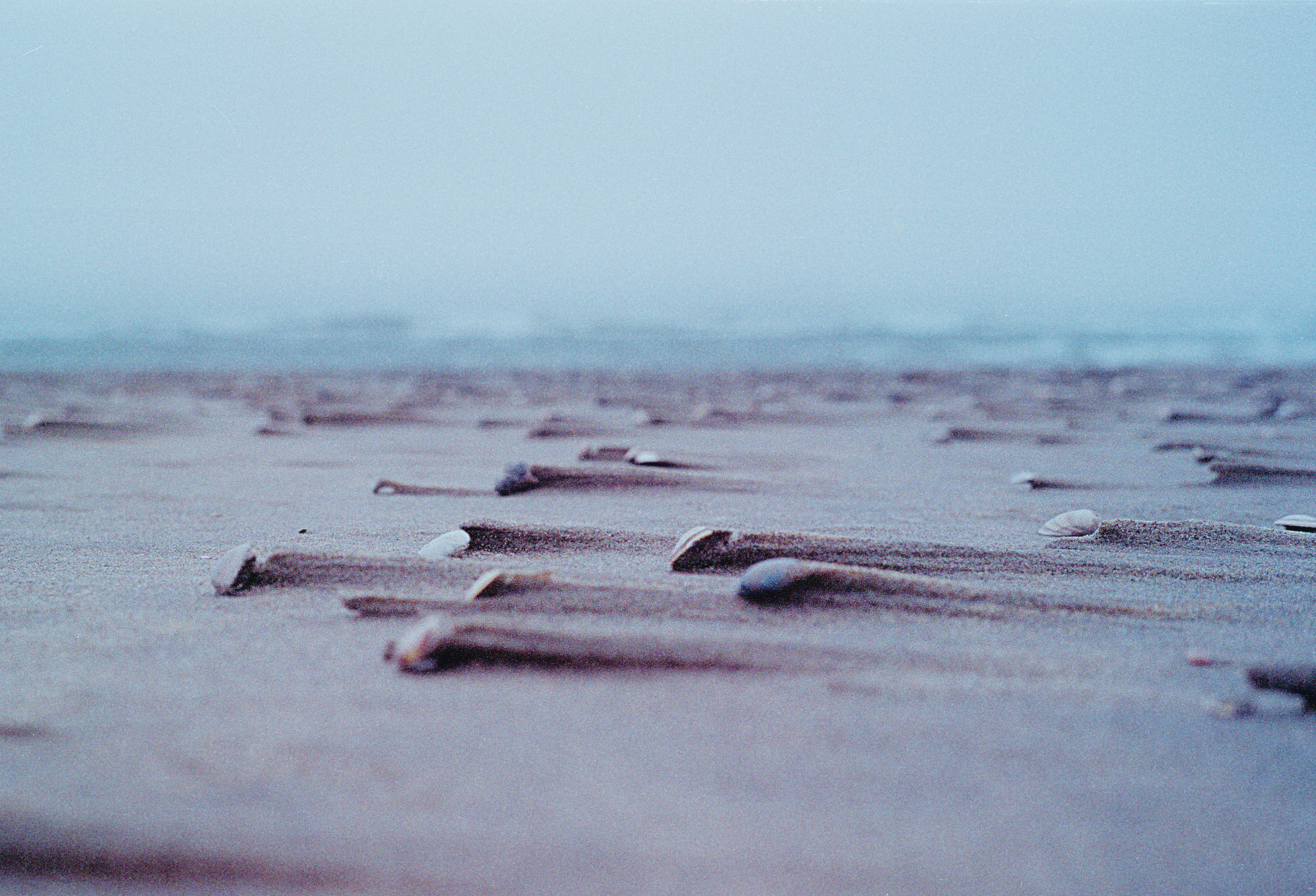 Close-Up Photo of Shells on the Sand · Free Stock Photo