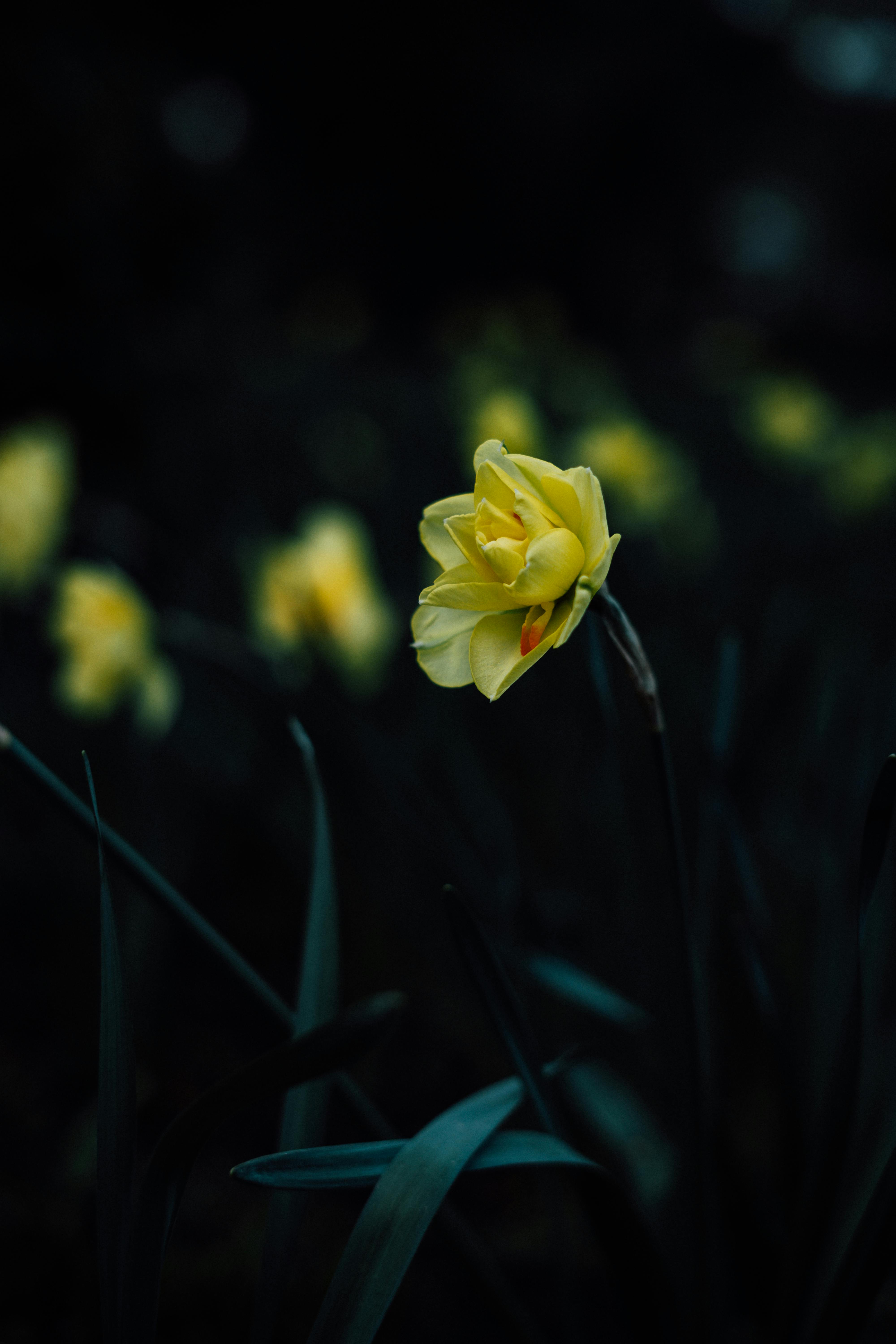 Close-Up Shot of Daffodils · Free Stock Photo