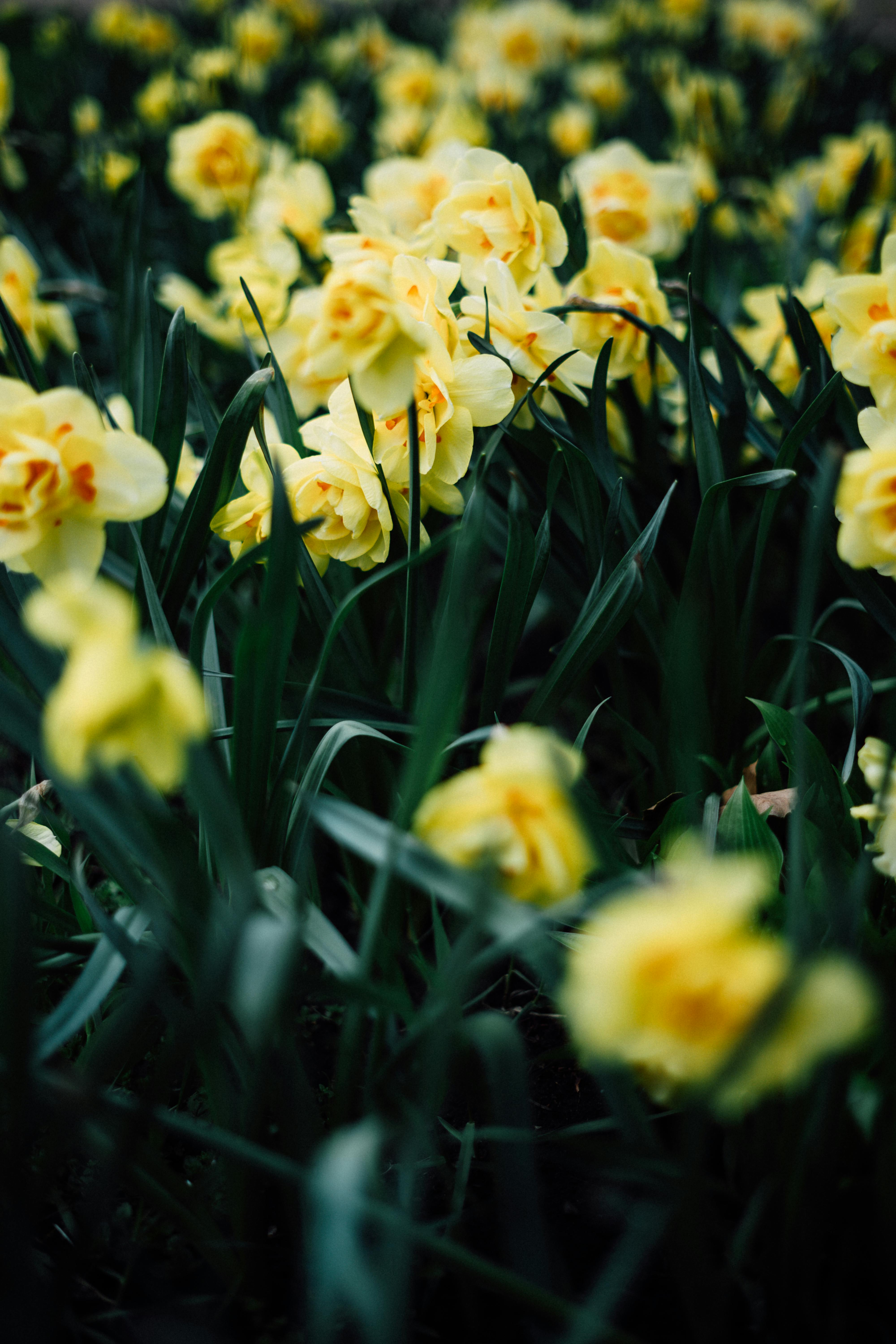 Close-Up Shot of Daffodils · Free Stock Photo
