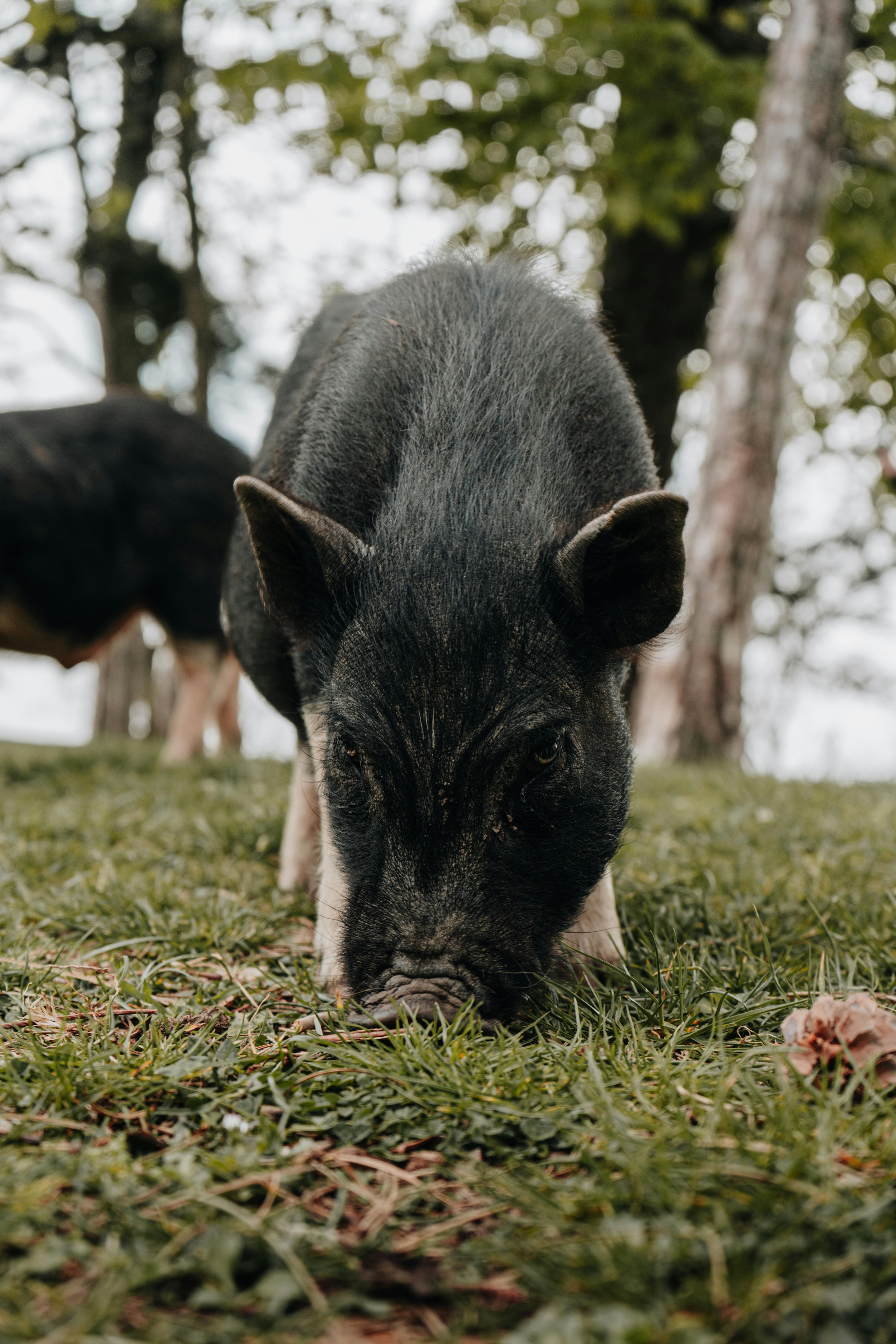 Wild Boar Eating Green Grass · Free Stock Photo