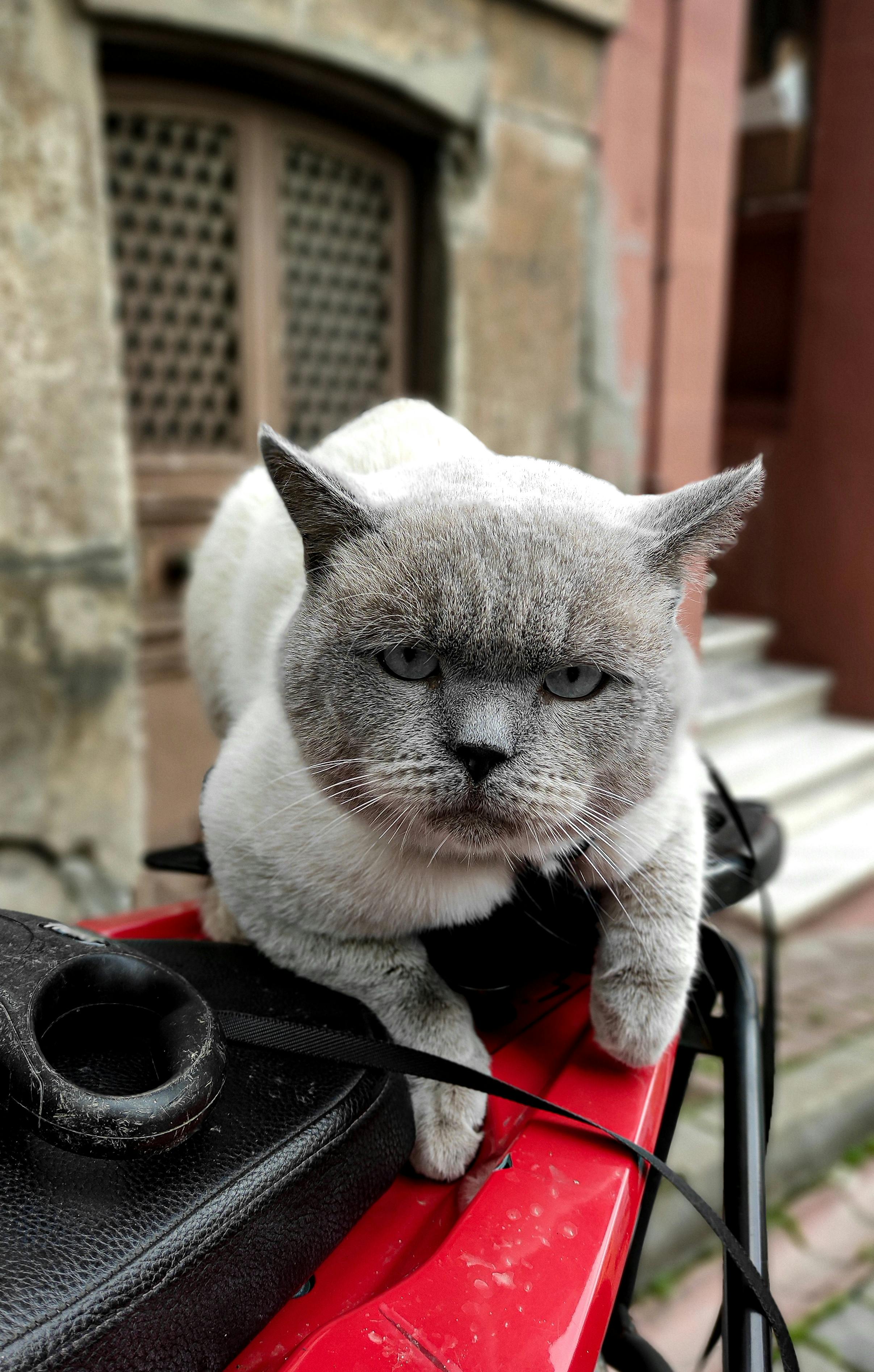 Close-Up Shot of a British Shorthair · Free Stock Photo