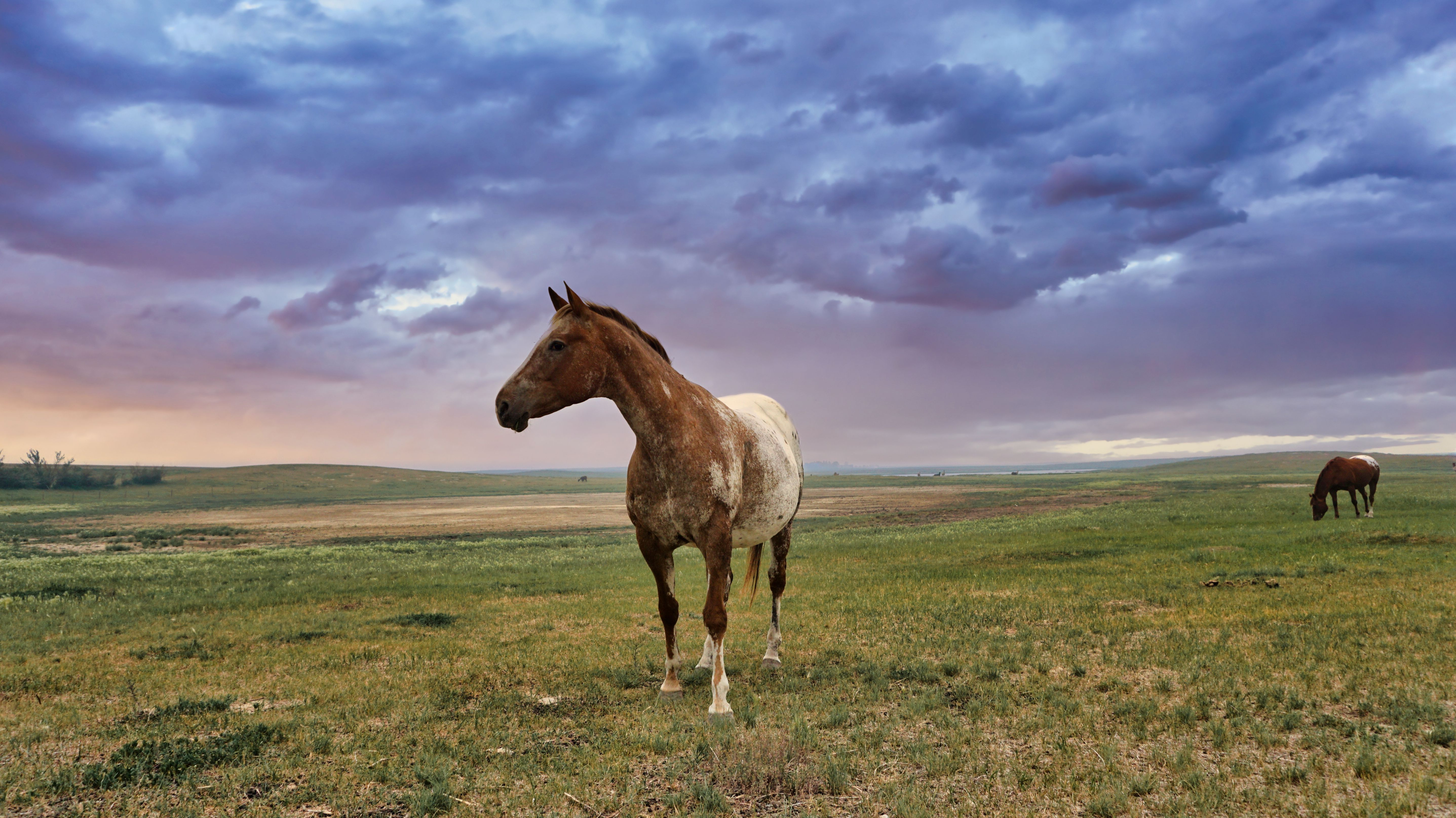 A Horse Standing on the Field · Free Stock Photo