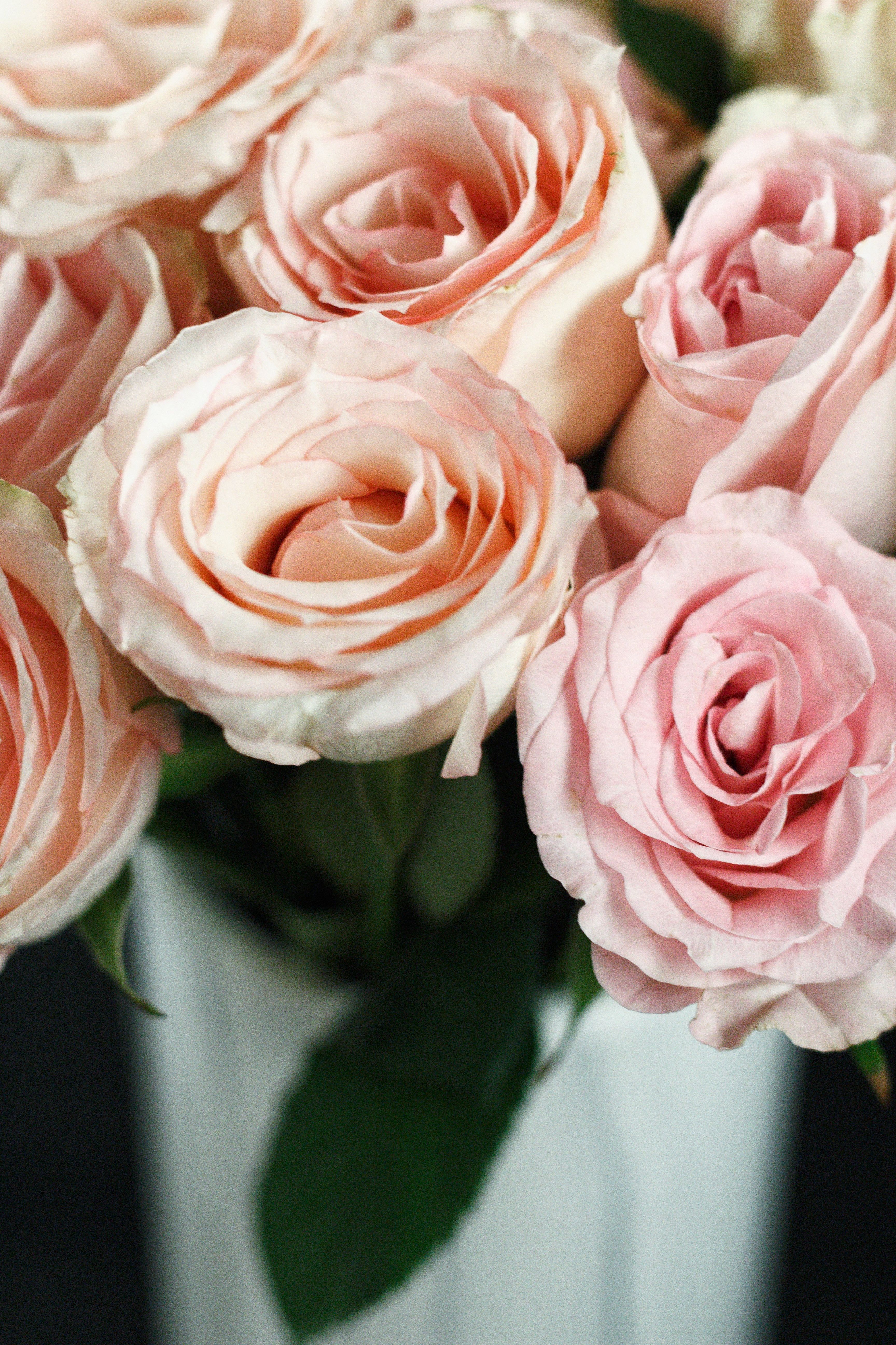 Close-Up Shot of Roses · Free Stock Photo
