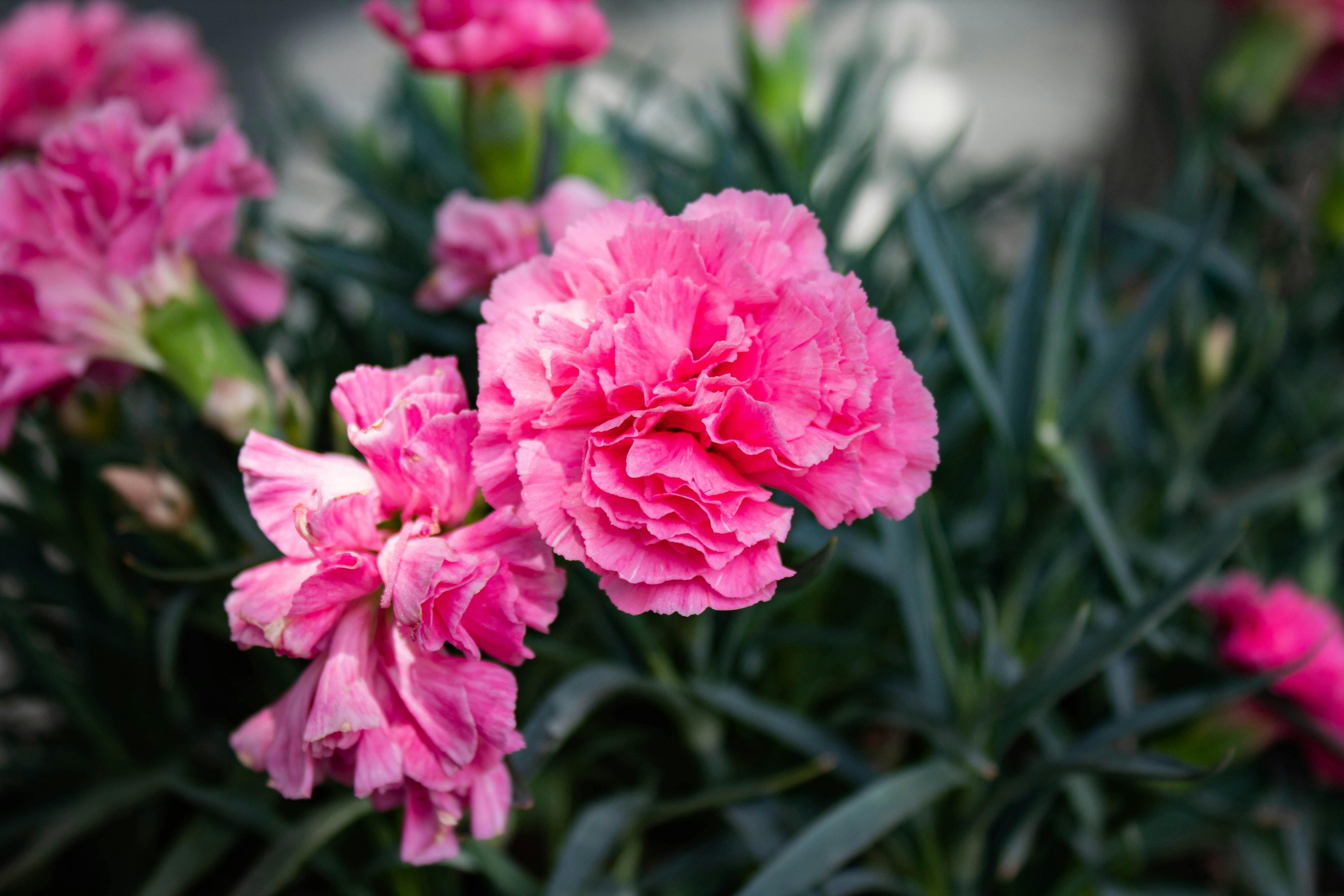 A Pink Carnation on White Background · Free Stock Photo