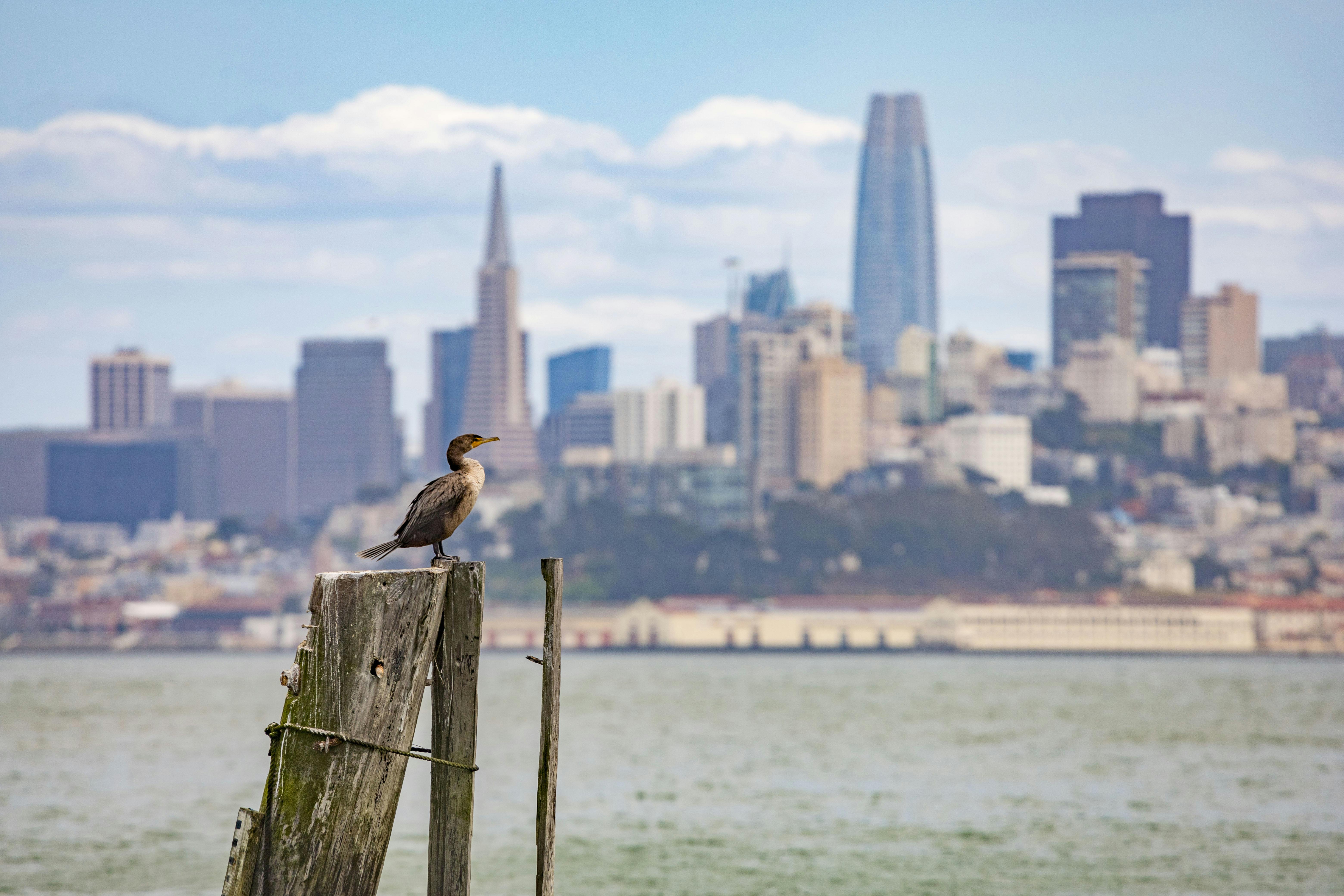 Cormorant Colony on Alcatraz Island · Free Stock Photo