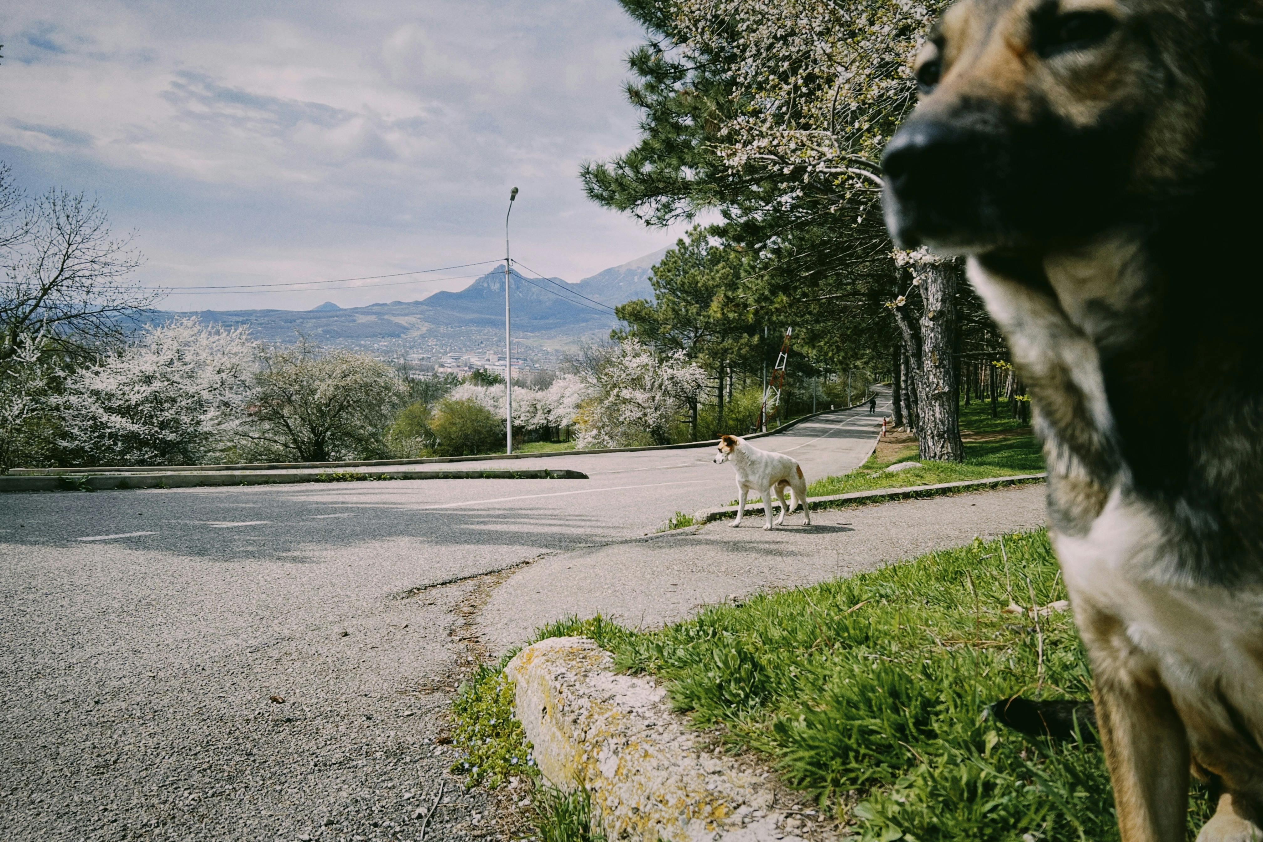 Dogs on Street, Mountain Landscape in Background · Free Stock Photo