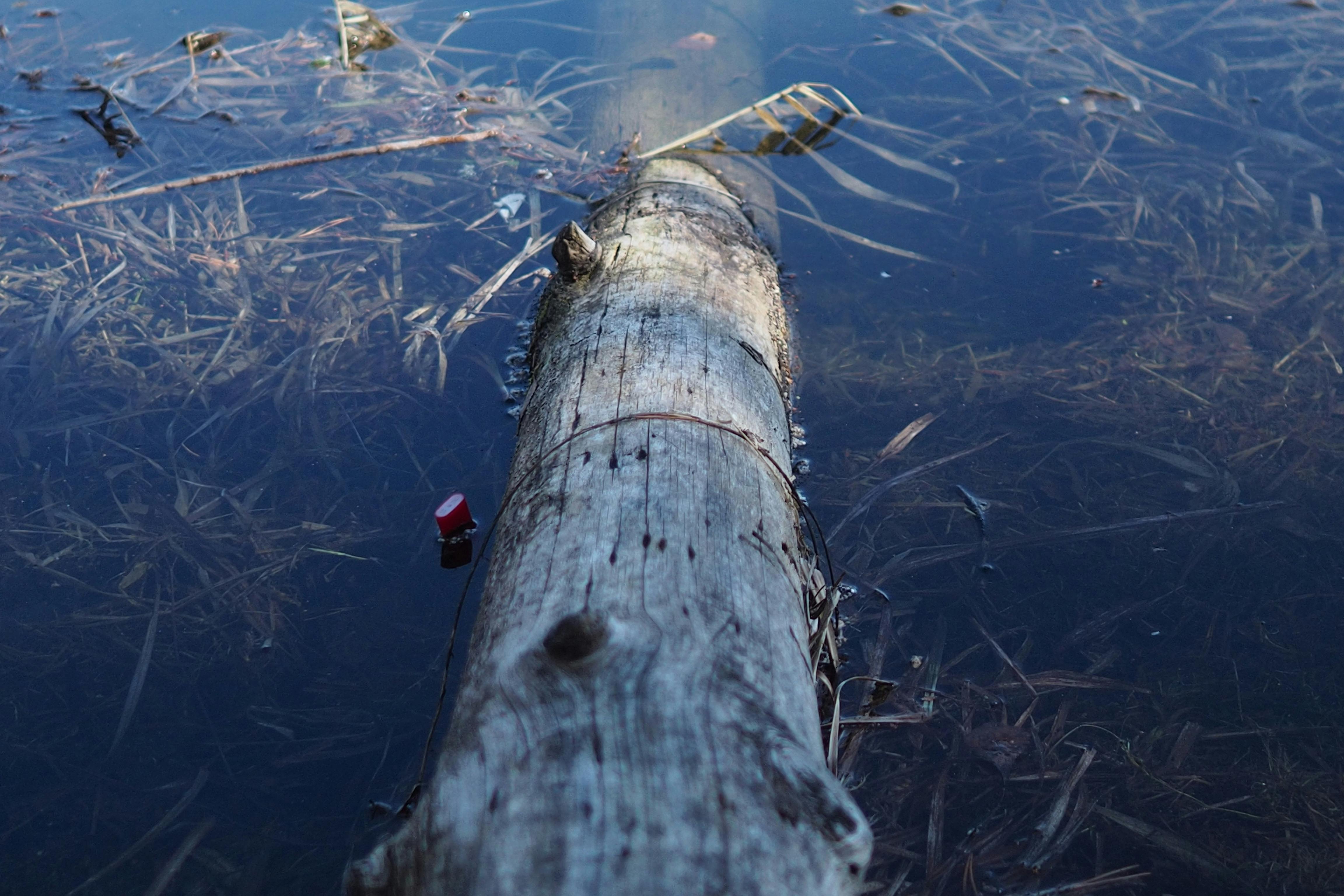 Float Log Photos, Download The BEST Free Float Log Stock Photos & HD Images