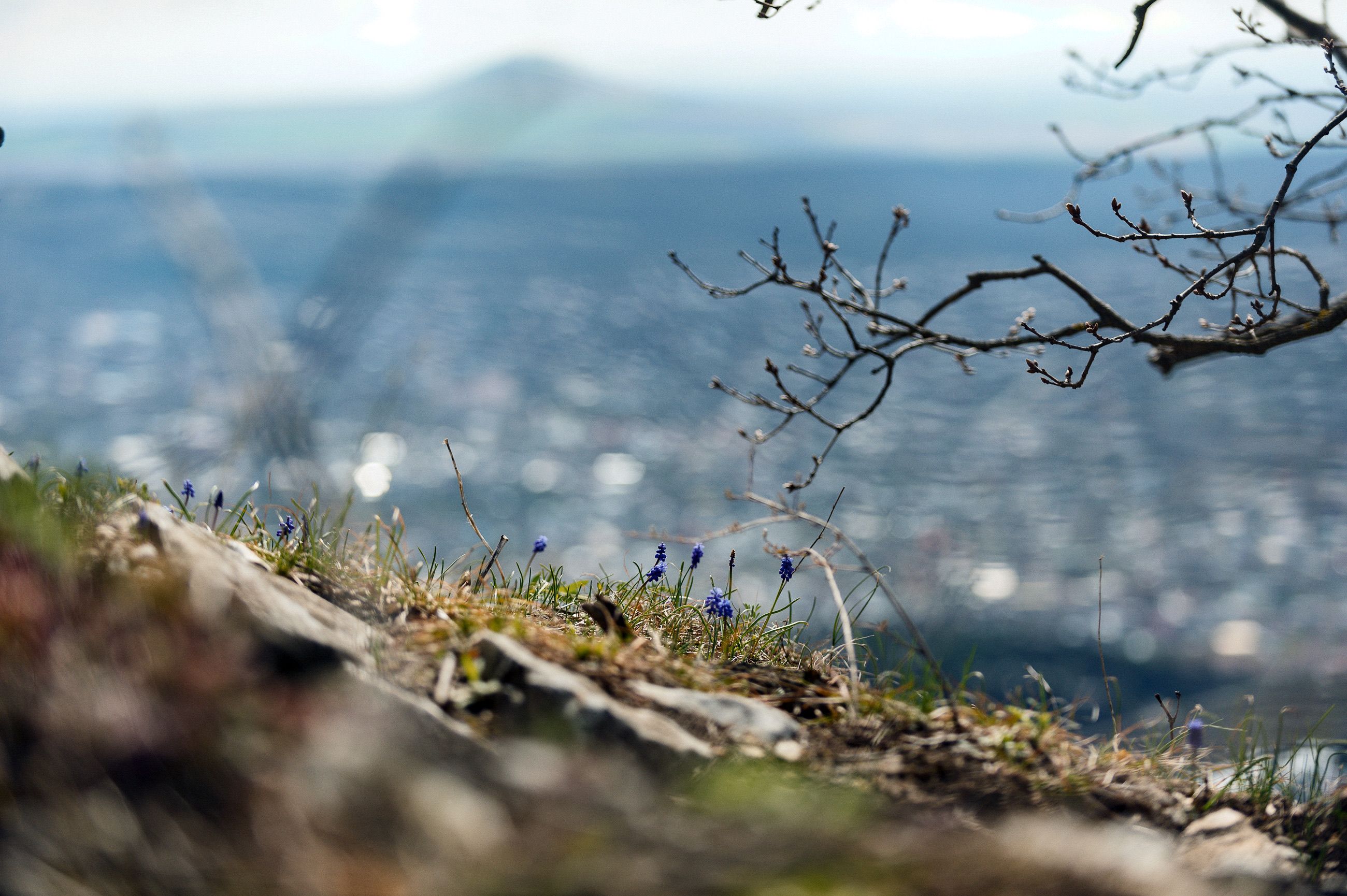 Close-up of Small Flowers on a Hill · Free Stock Photo