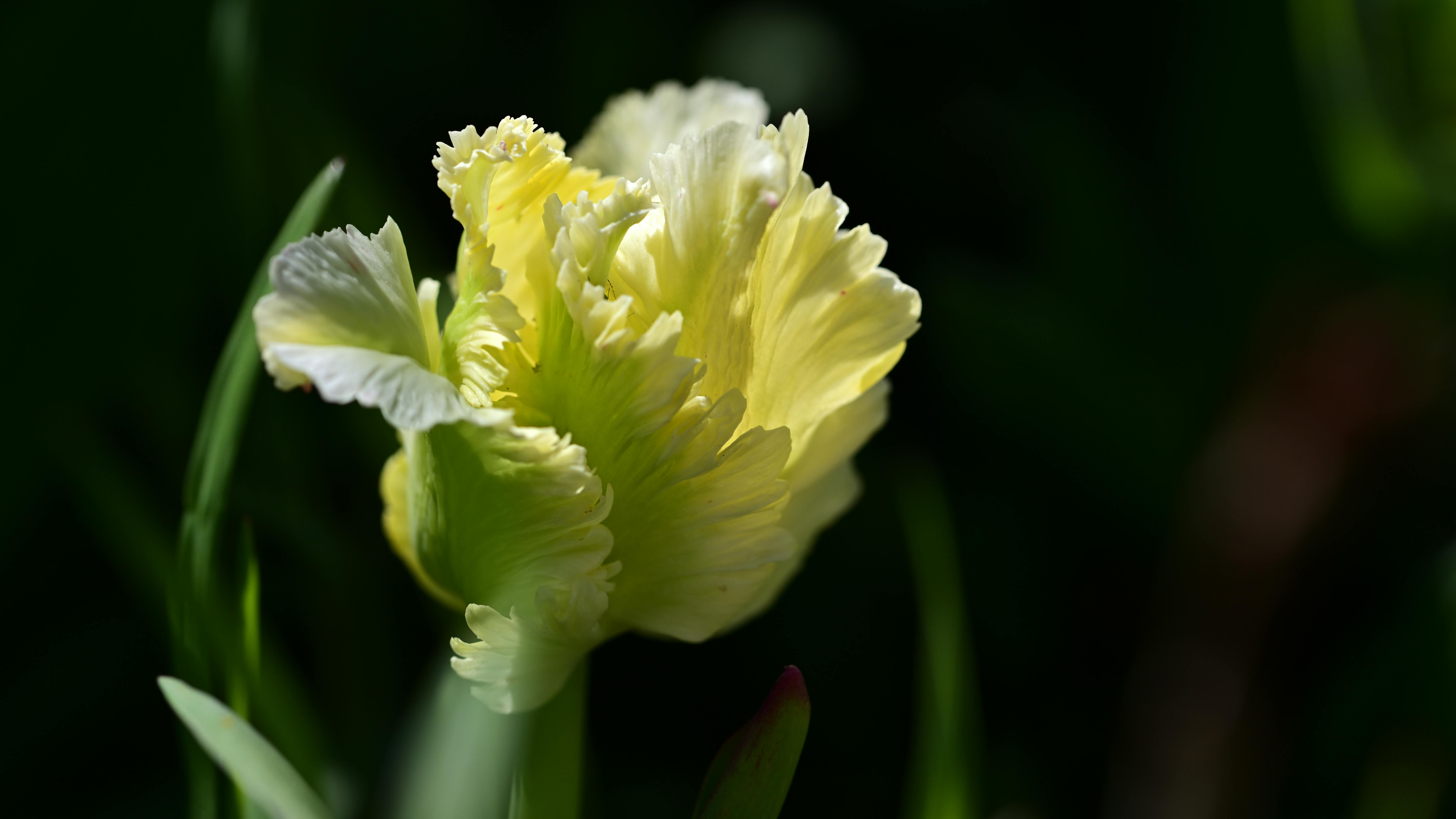 Close Up of a Flower · Free Stock Photo