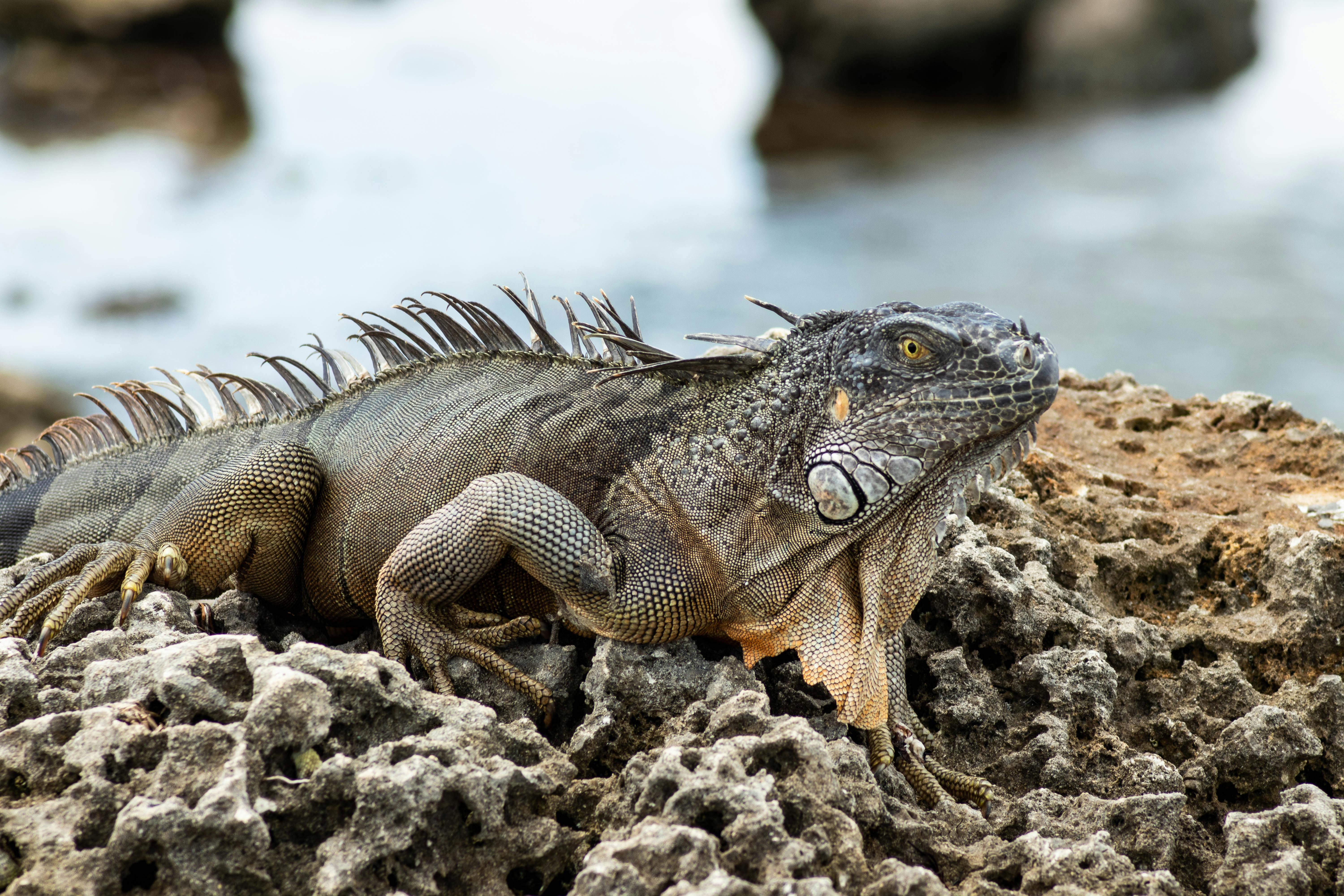Leguan Auf Grauem Felsen · Kostenloses Stock Foto