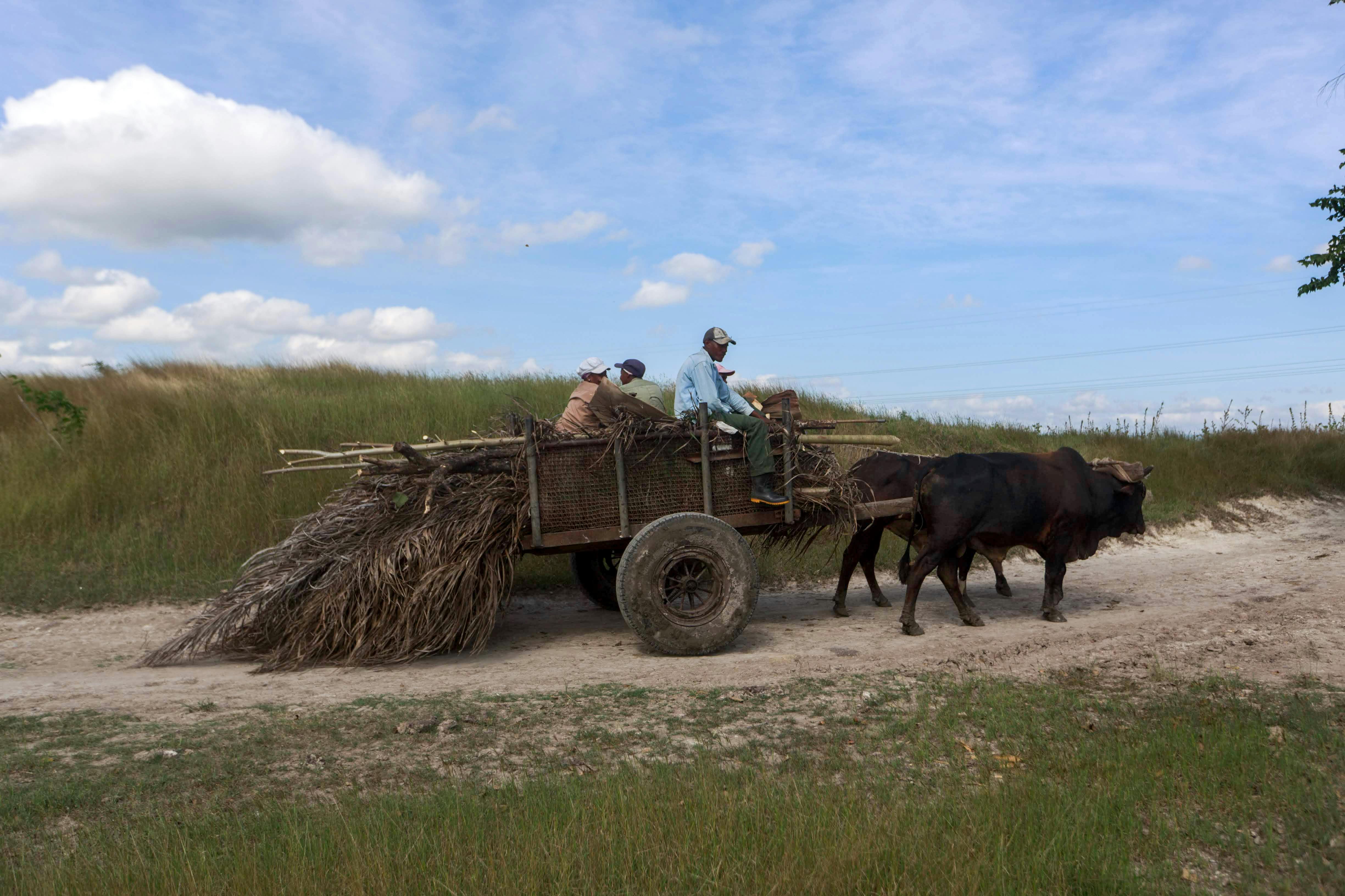 Man Riding on a Buffalo Cart on a Rural Road under Banyan Trees · Free ...