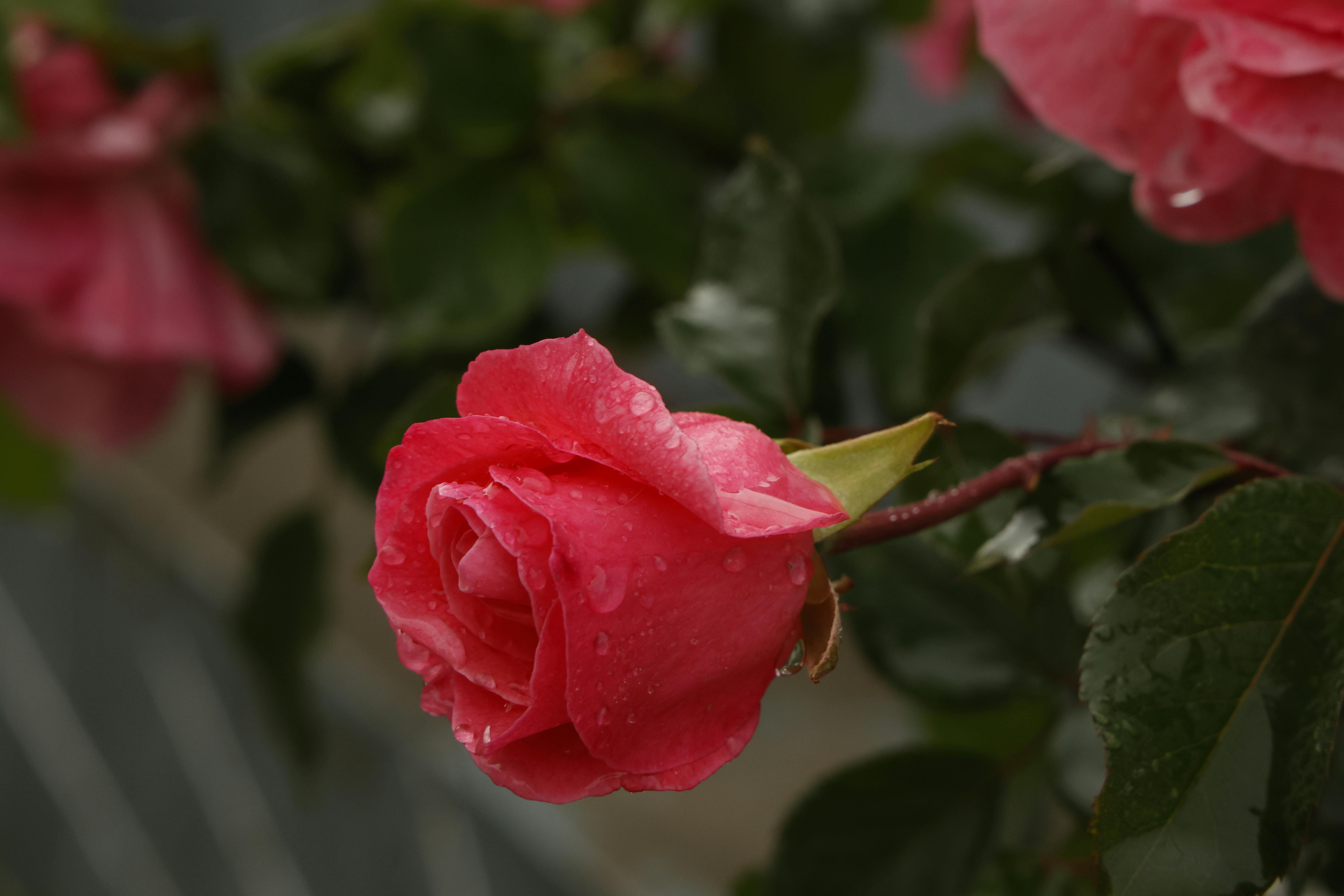 A Rose With Dewdrops · Free Stock Photo
