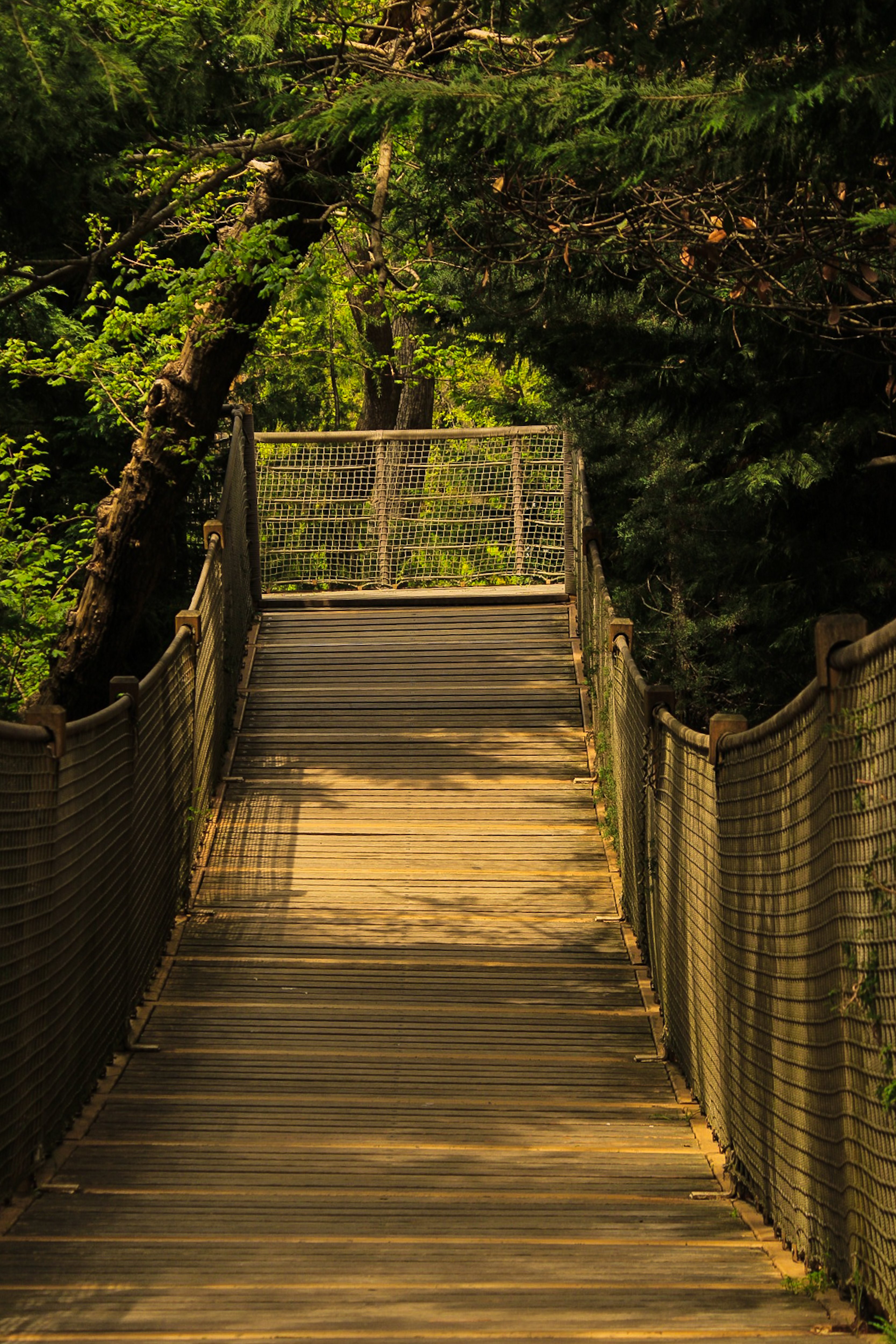 Wooden Hanging Bridge in the Forest · Free Stock Photo