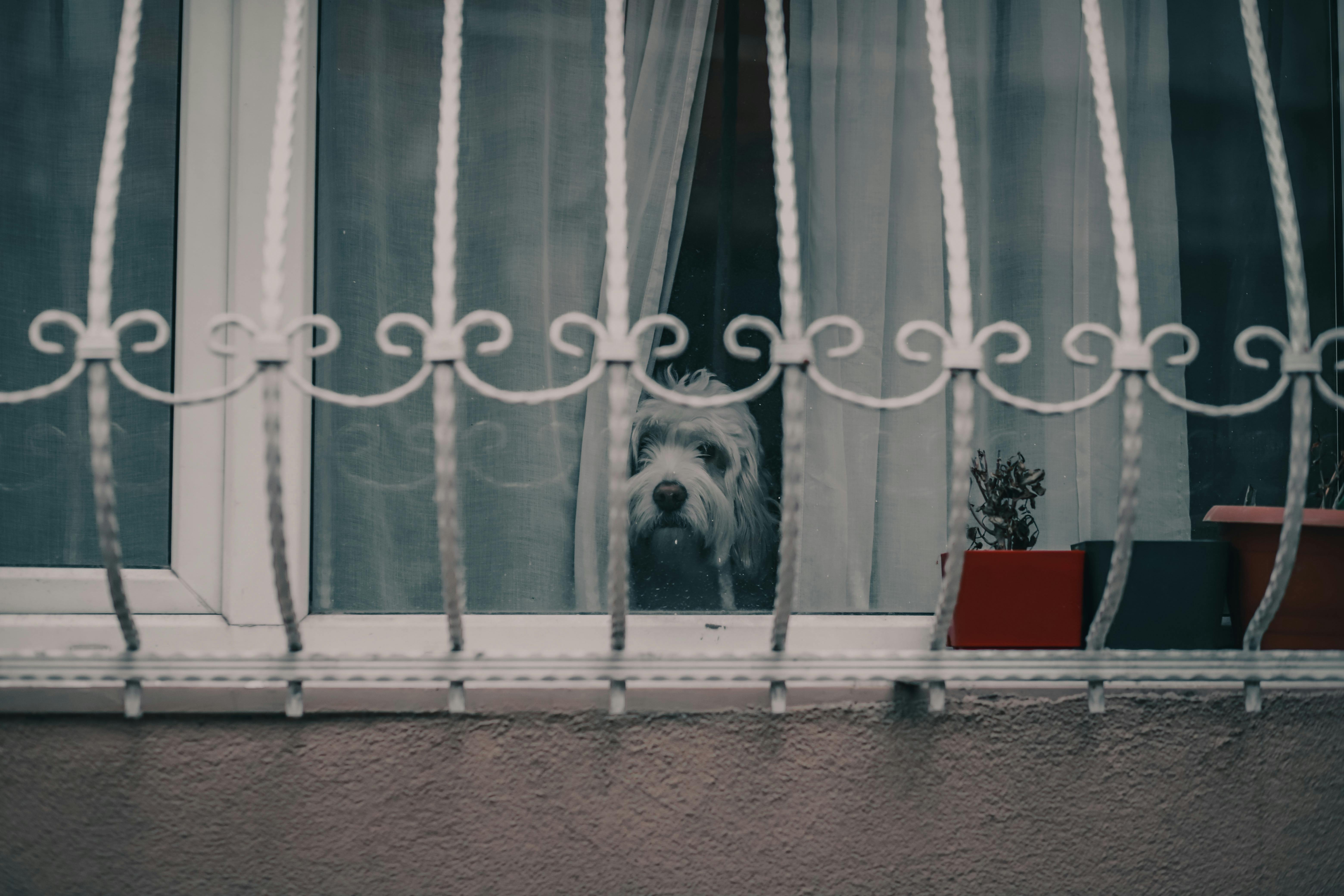 White Dog Looking Through a Window with White Bars · Free Stock Photo