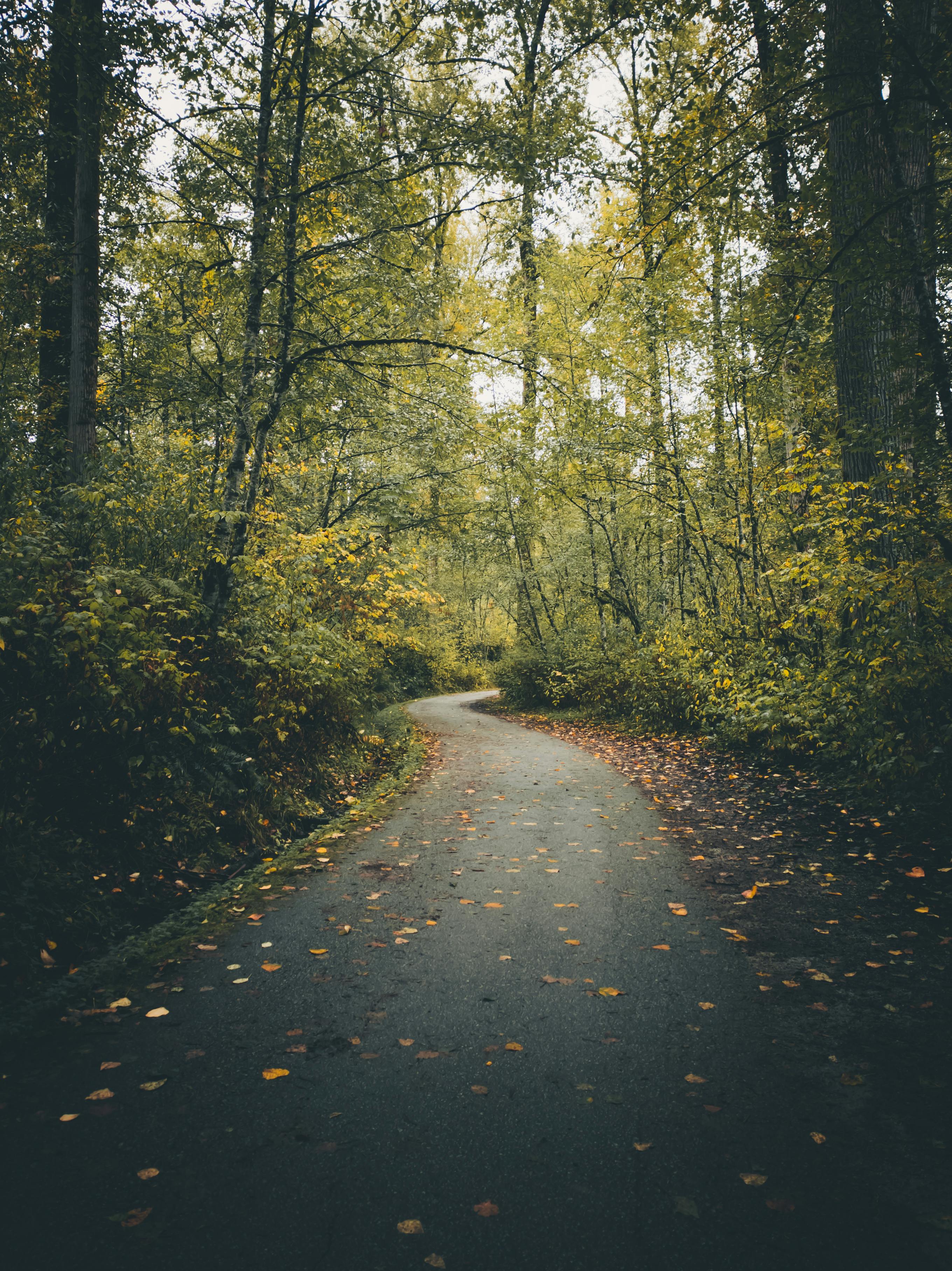 A Winding Road Surrounded by Trees · Free Stock Photo