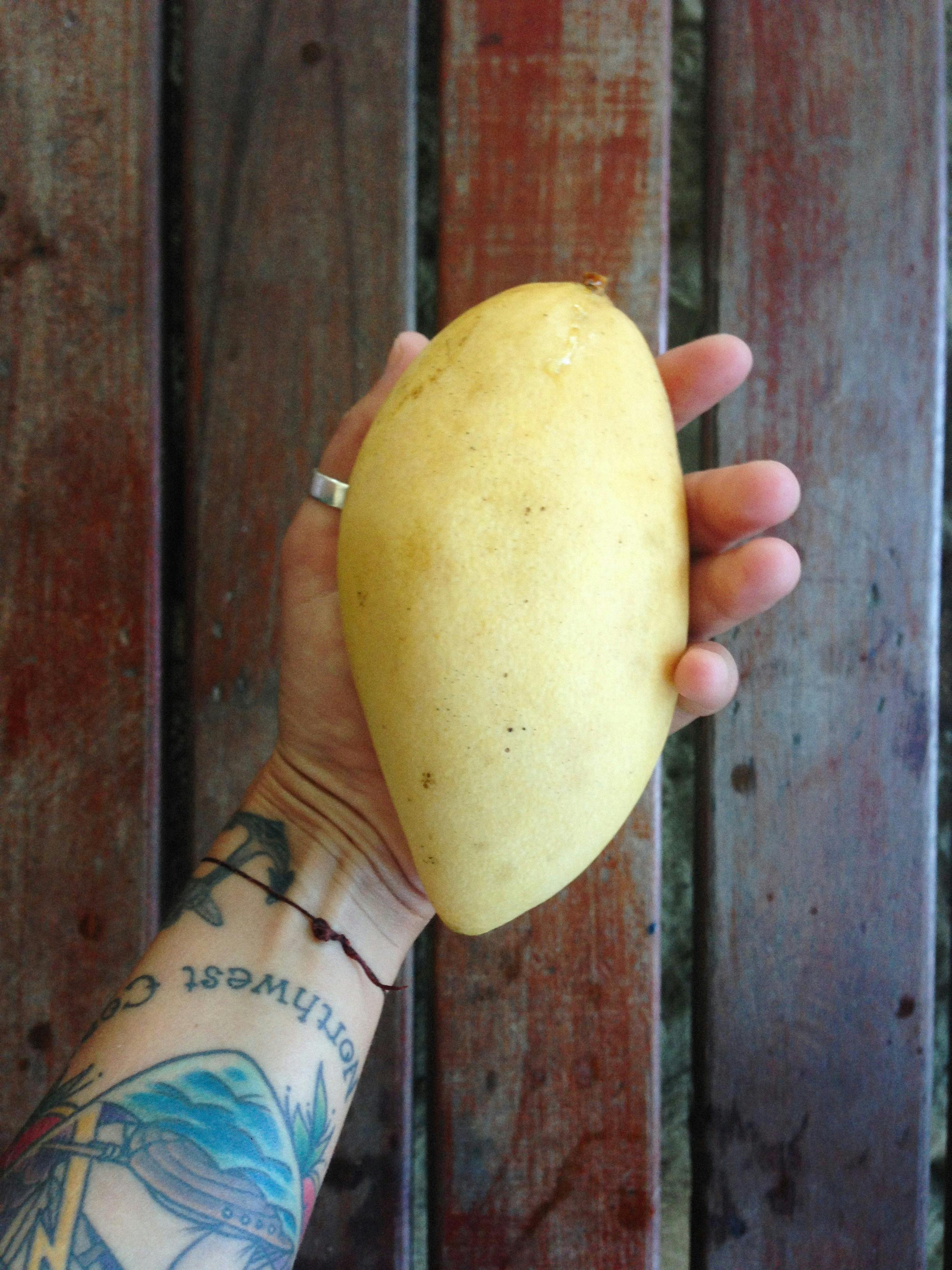 Close Up Photo of a Person Holding a Mango · Free Stock Photo