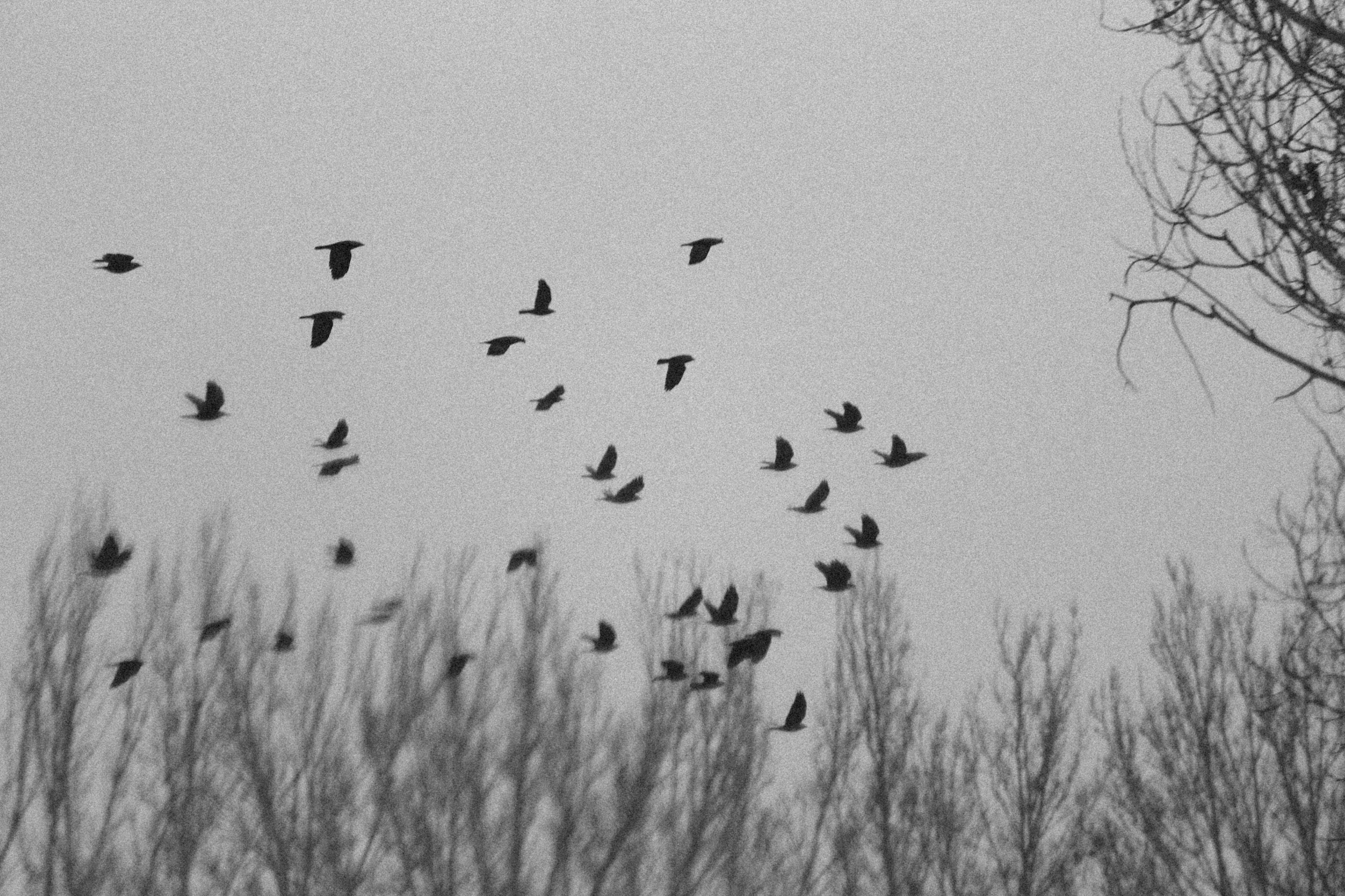 Grayscale Photo of Birds Flying in the Sky · Free Stock Photo