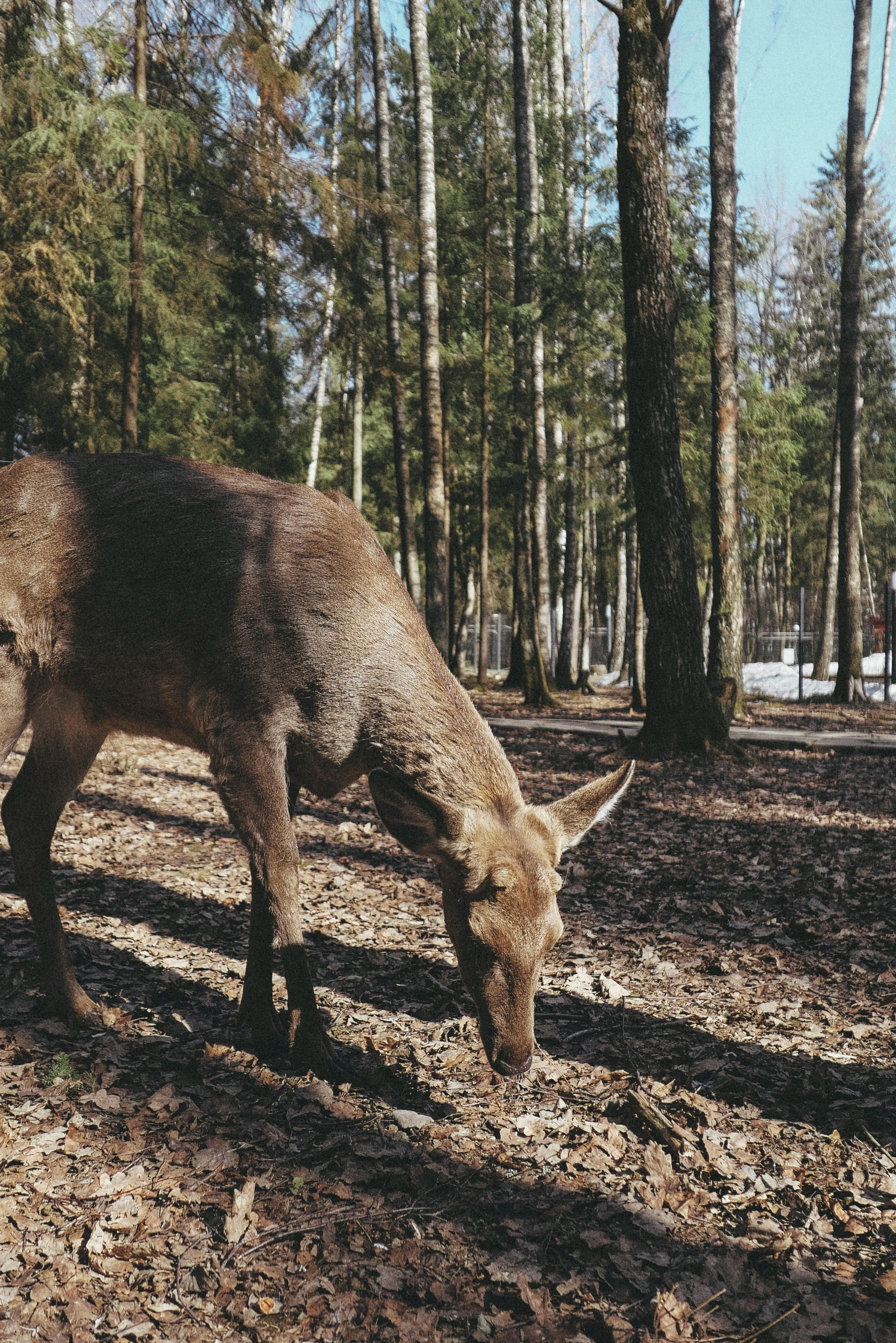 Photograph of a Brown Deer Near Trees · Free Stock Photo