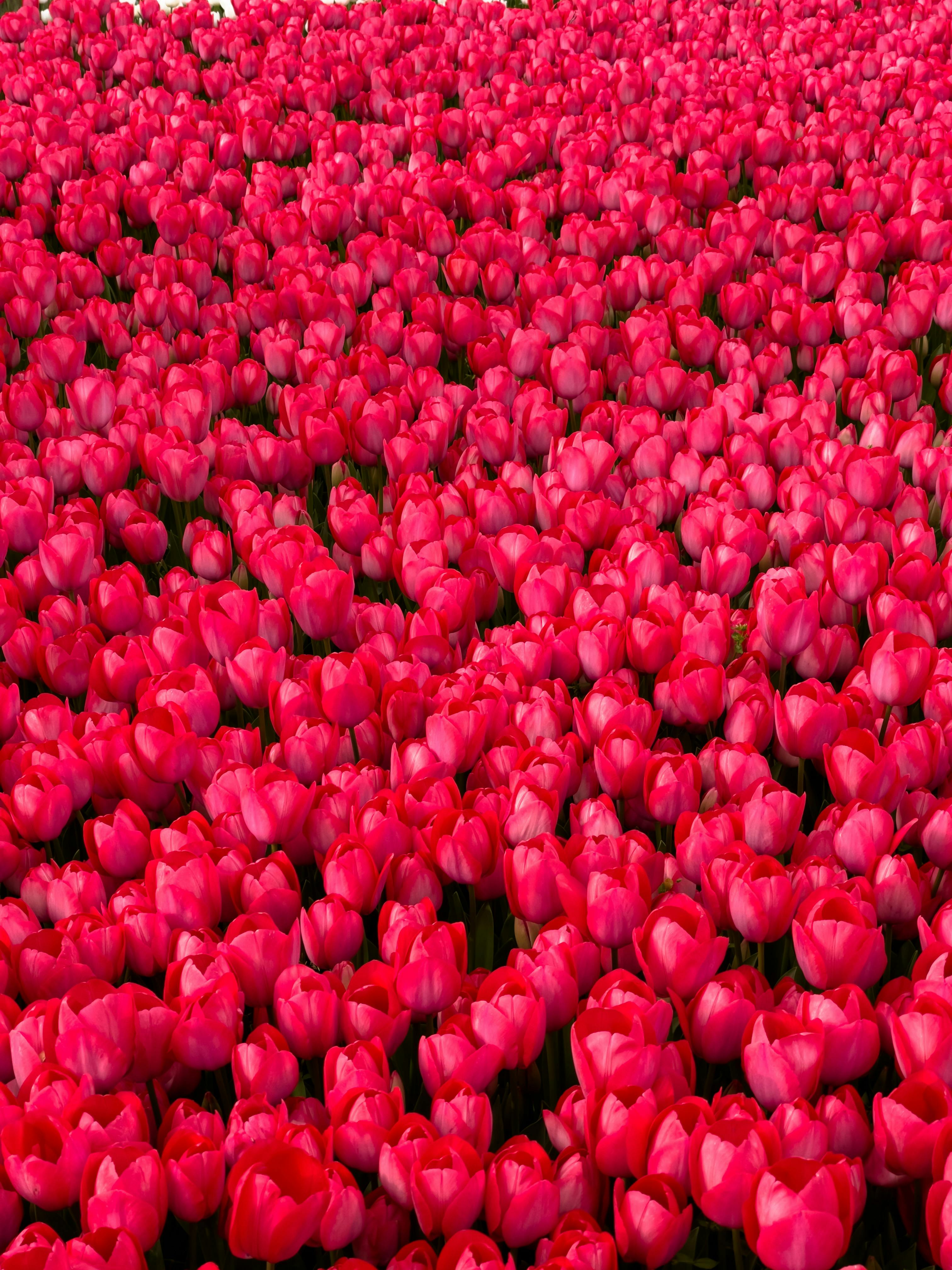 Photo of Red Flowers · Free Stock Photo