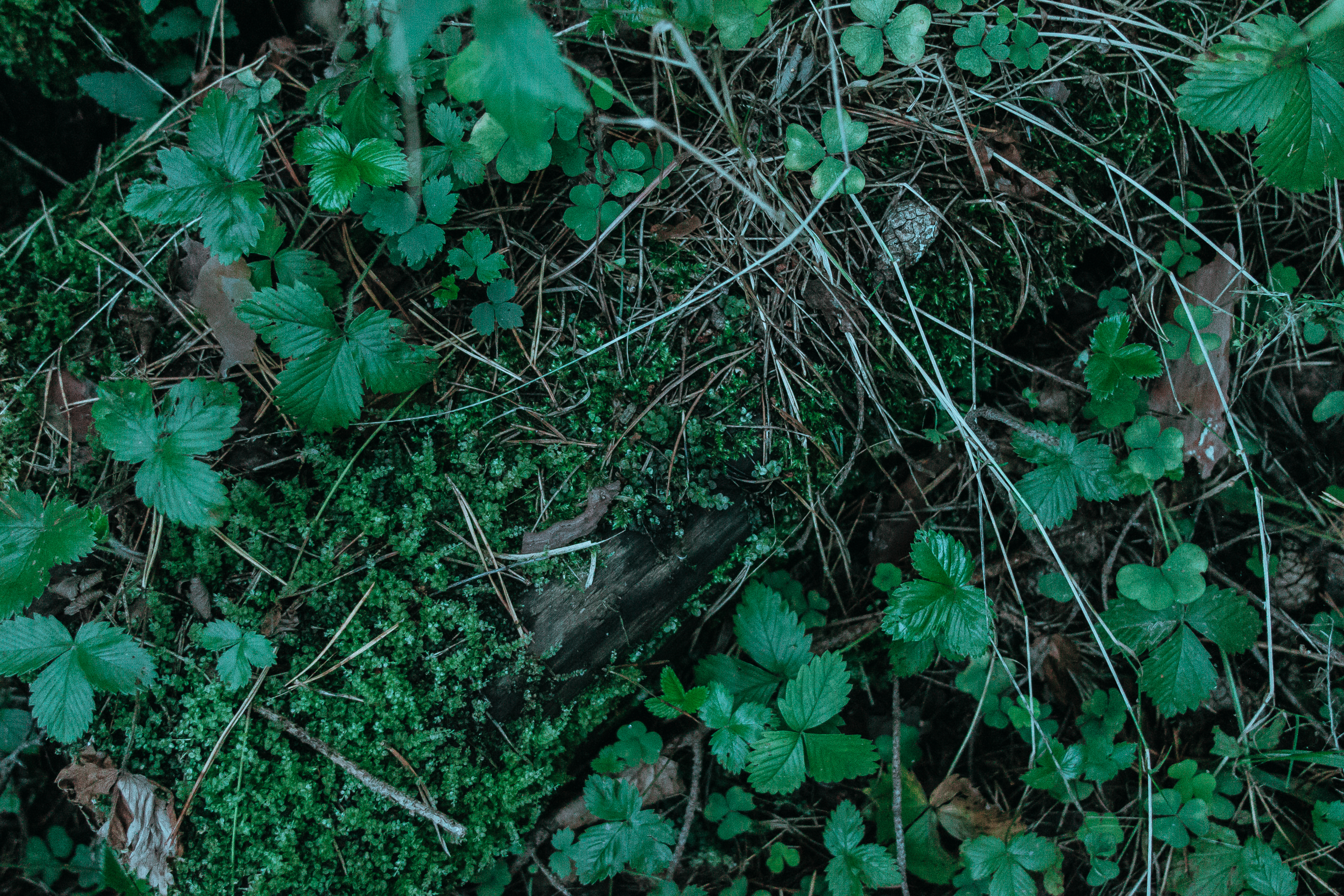 Top View of the Ground in the Forest · Free Stock Photo