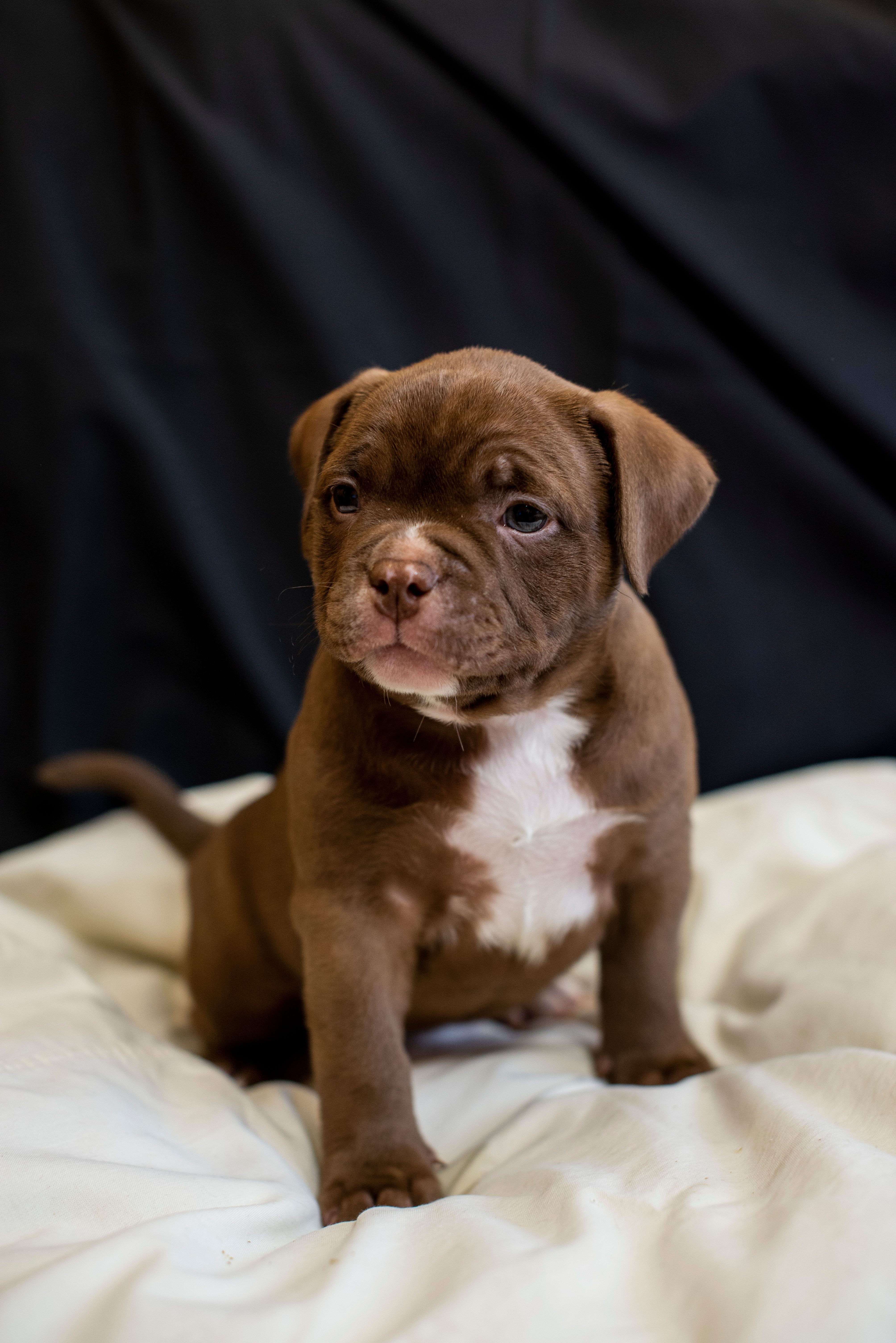 Brown Puppy in Close Up Photography · Free Stock Photo
