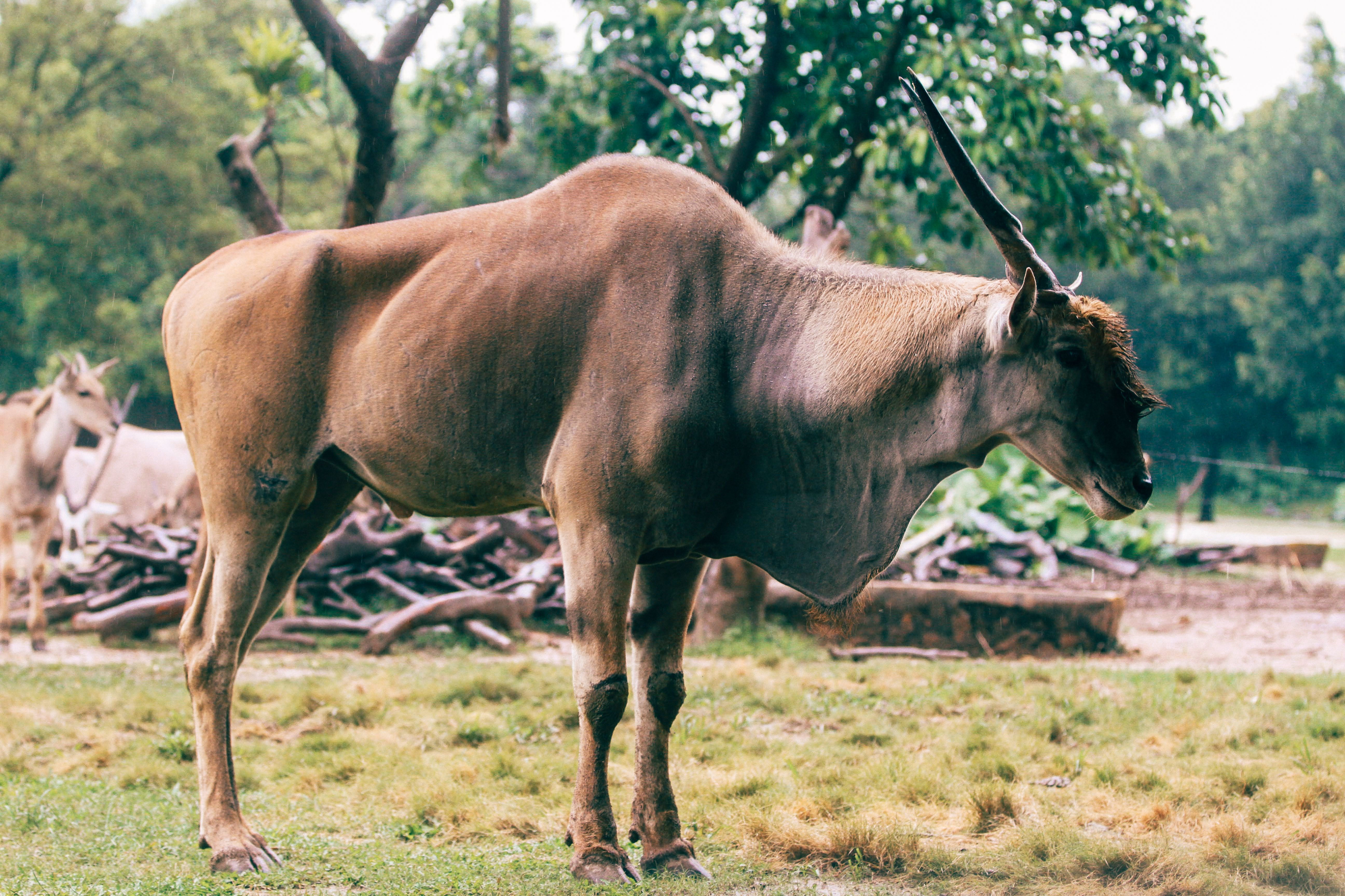 Common Eland on Brown Grass Field · Free Stock Photo