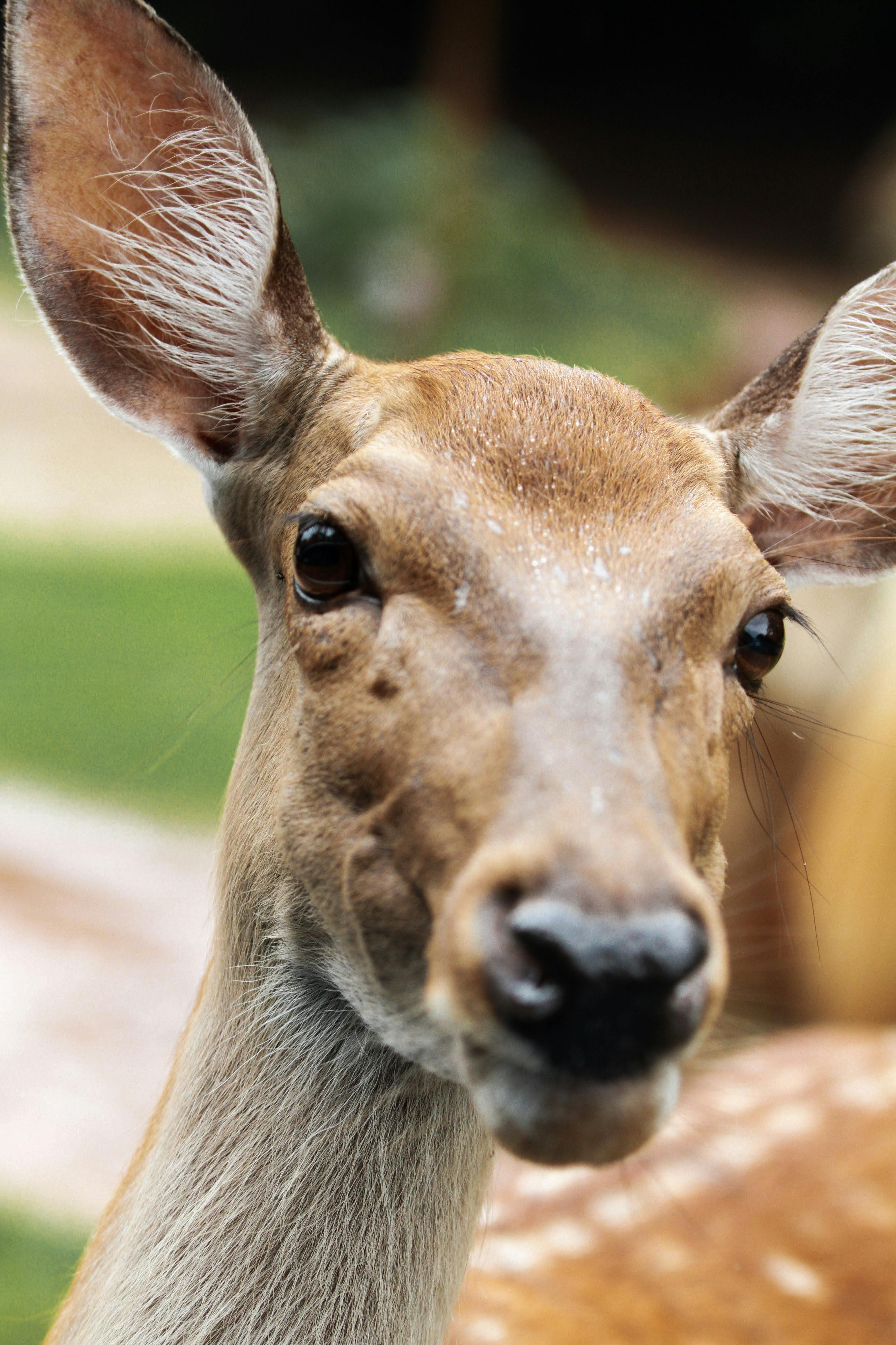 Deer Eyes Photos, Download The BEST Free Deer Eyes Stock Photos & HD Images