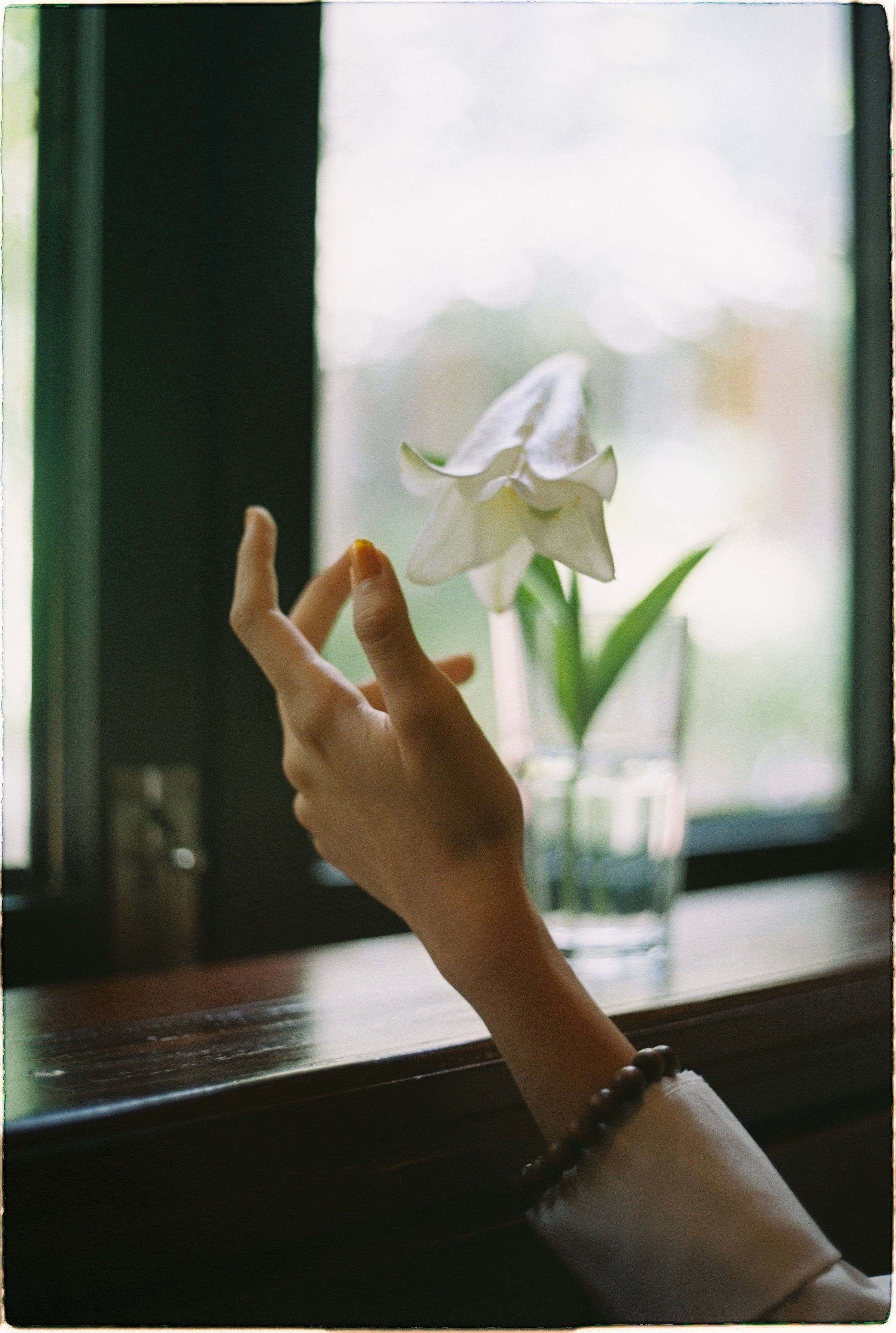 Person Handing Over a Flower · Free Stock Photo