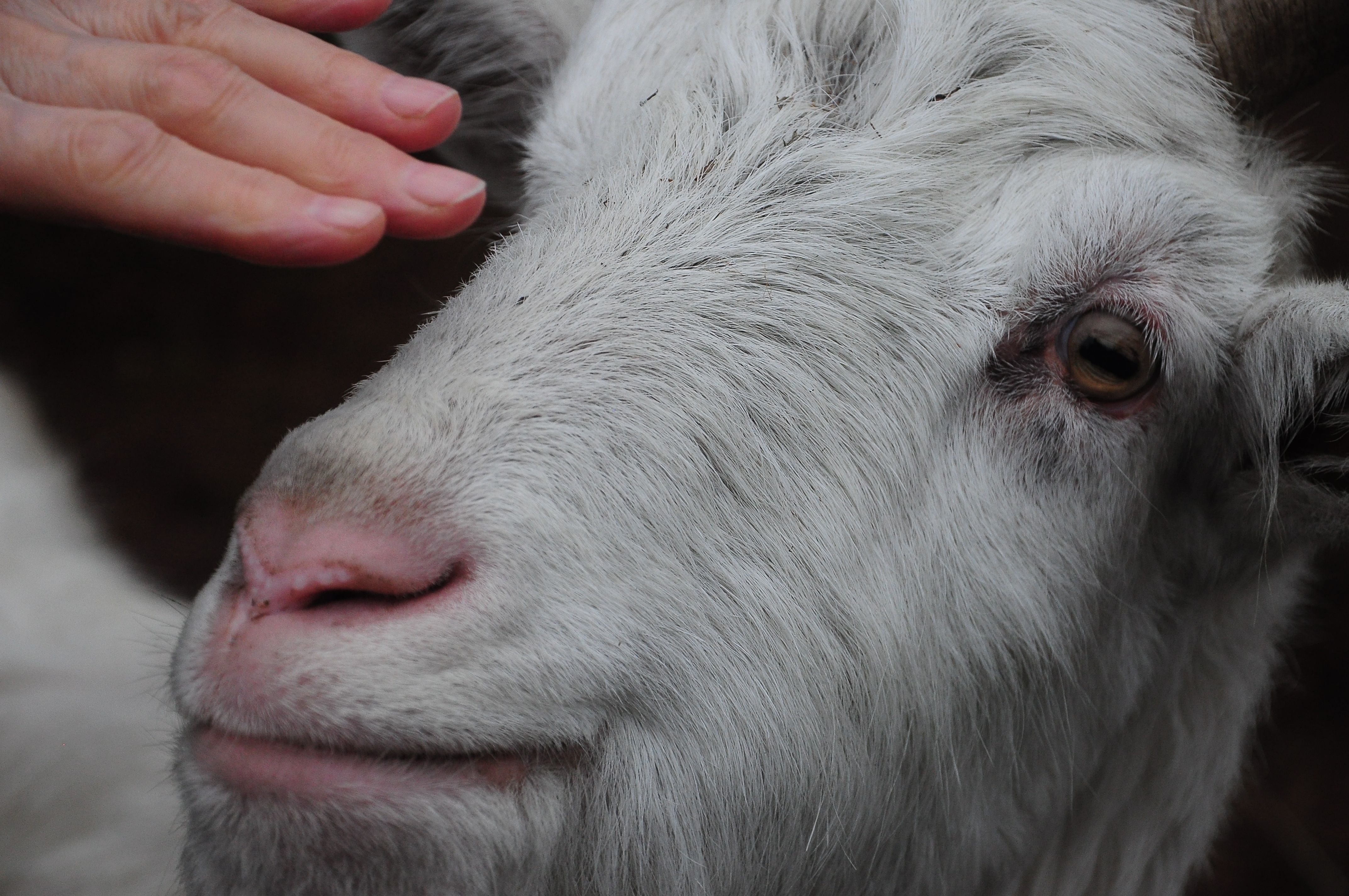 Close-Up Shot of a Person Touching a Goat · Free Stock Photo