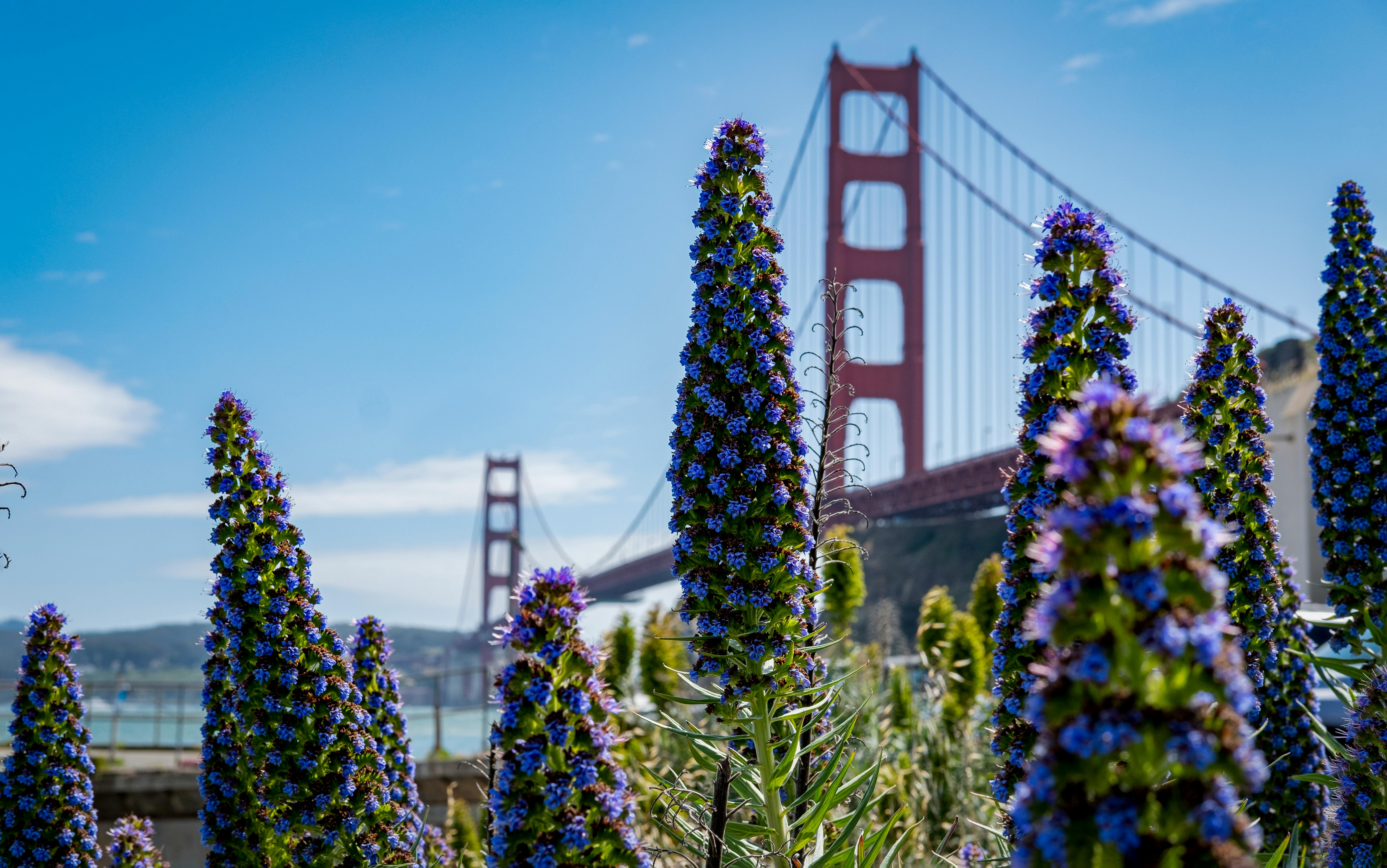 Purple Flowers Near Golden Gate Bridge Under Blue Sky · Free Stock Photo
