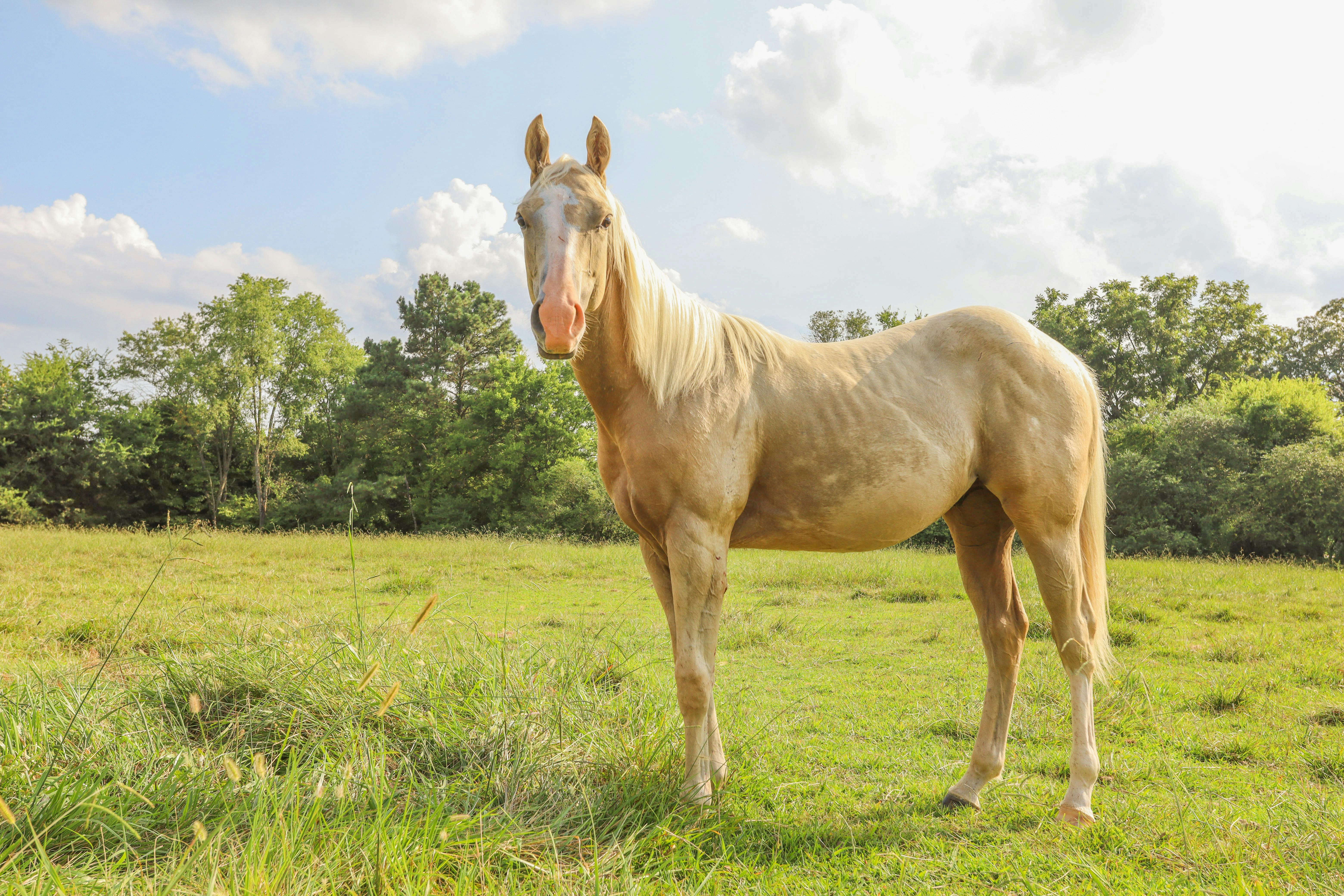 Photo of a Horse · Free Stock Photo