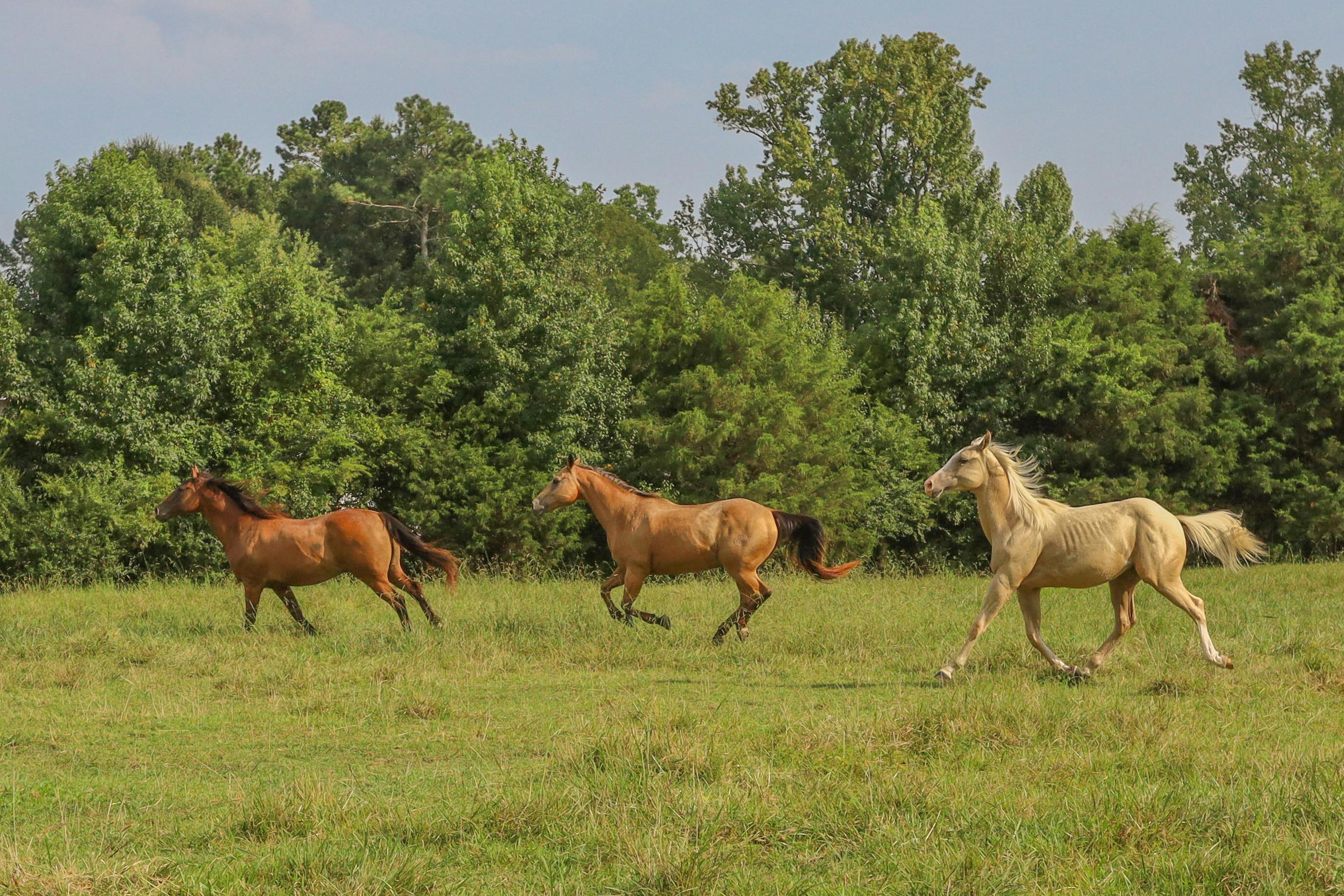 Horses Running on a Grass Field · Free Stock Photo