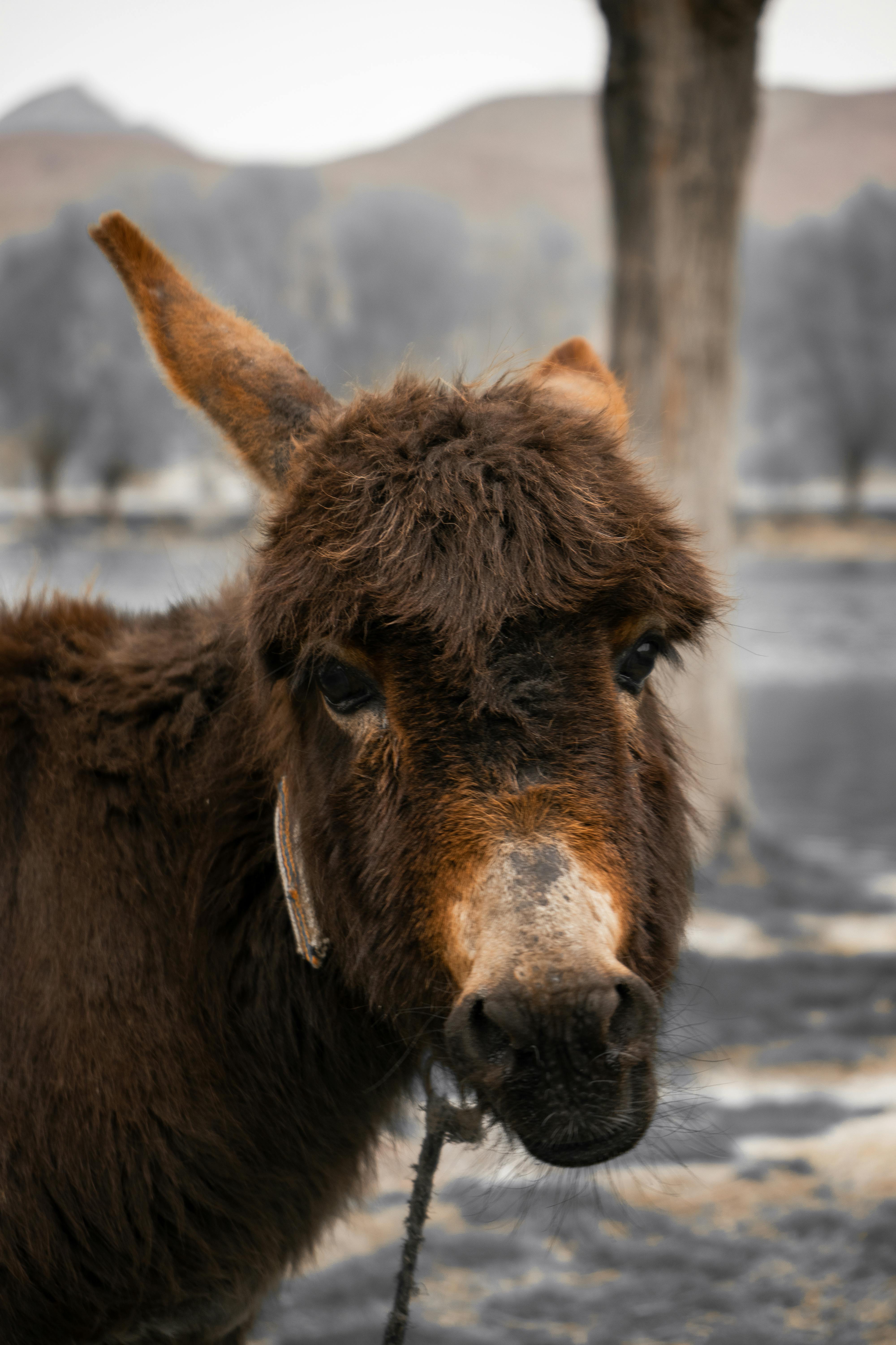 A Donkey Standing Behind Big Rocks · Free Stock Photo