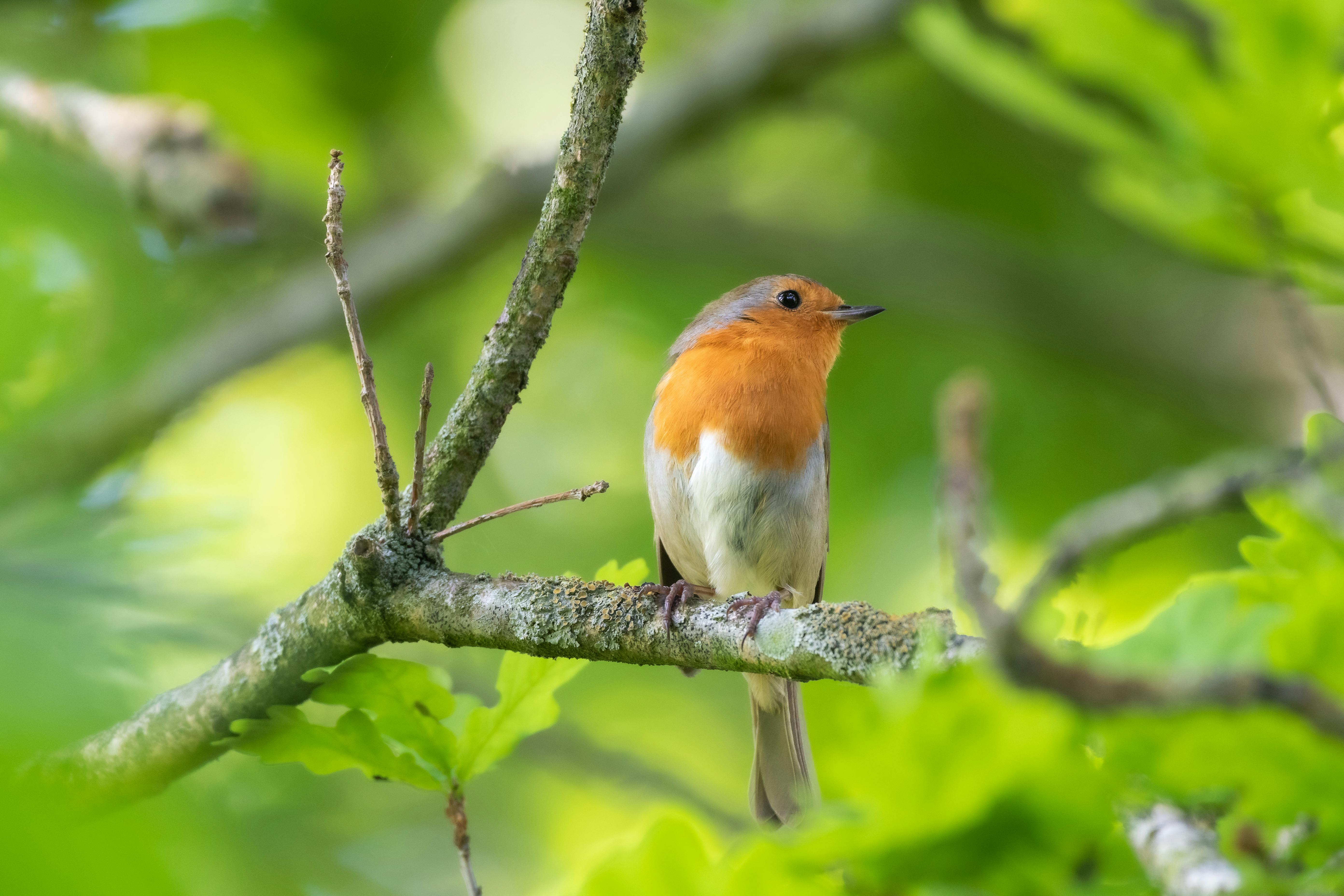 Eurasian Robin Photos, Download The BEST Free Eurasian Robin Stock ...