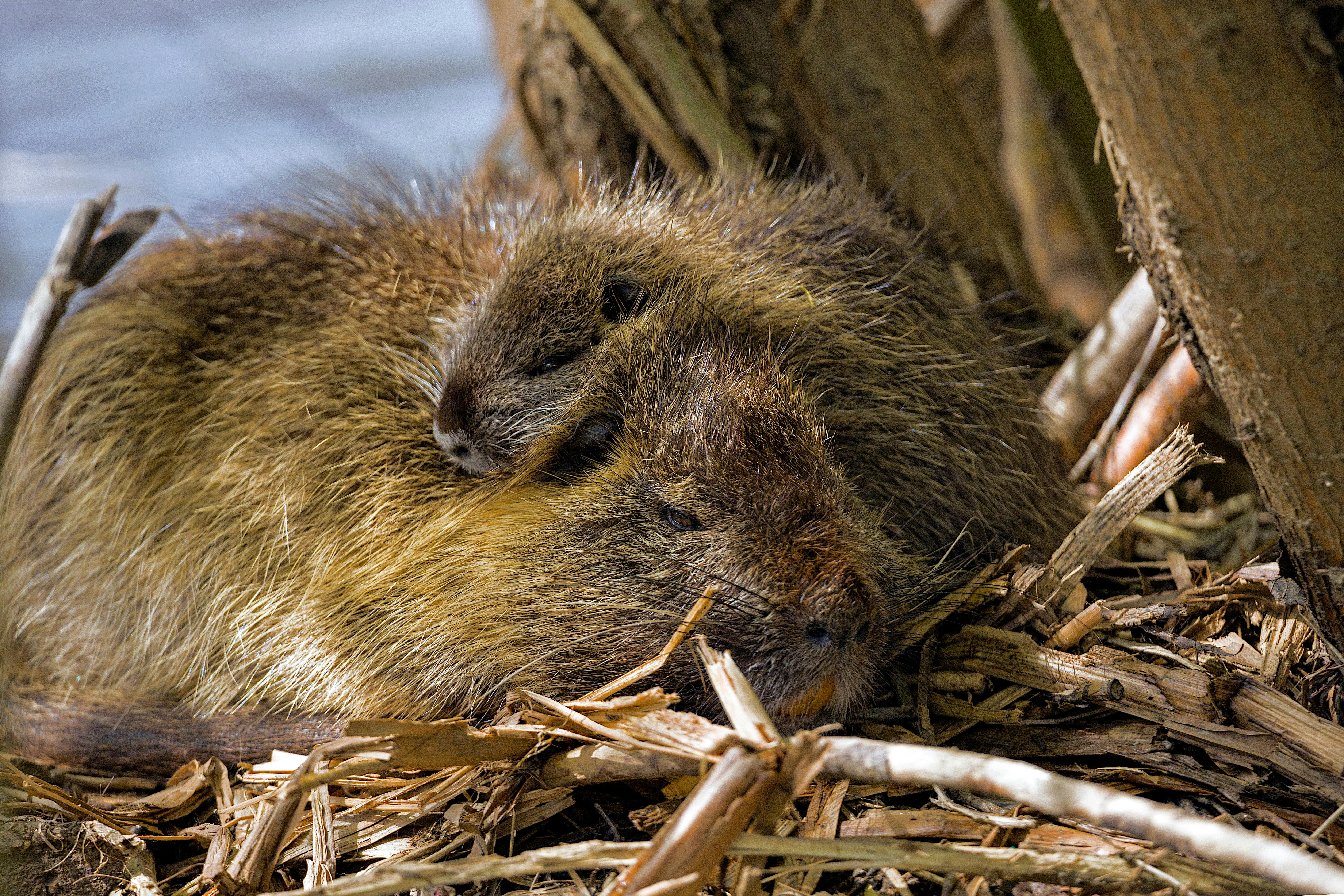 Beaver Photos, Download The BEST Free Beaver Stock Photos & HD Images
