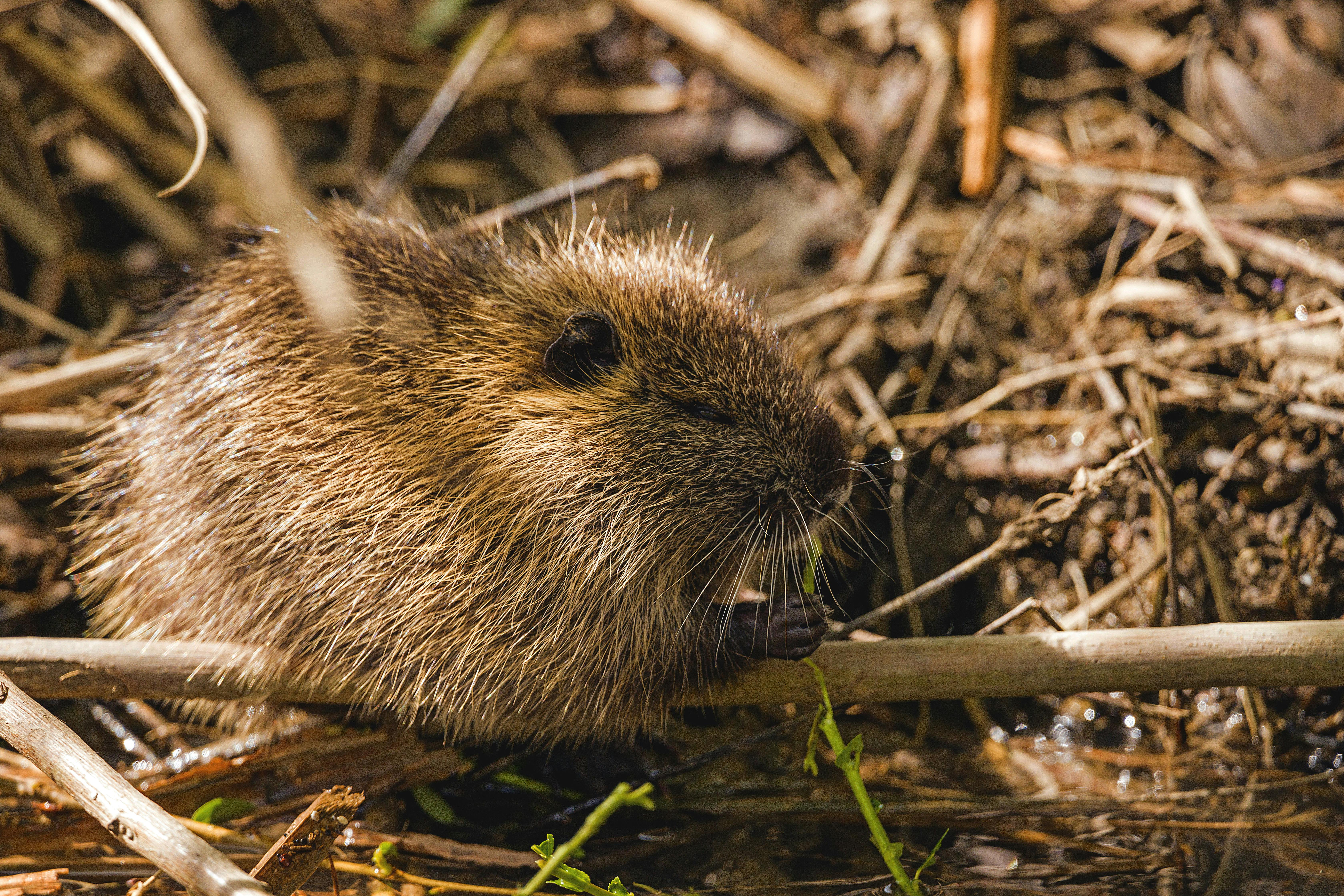 Close-Up Photograph of a Brown Coypu · Free Stock Photo