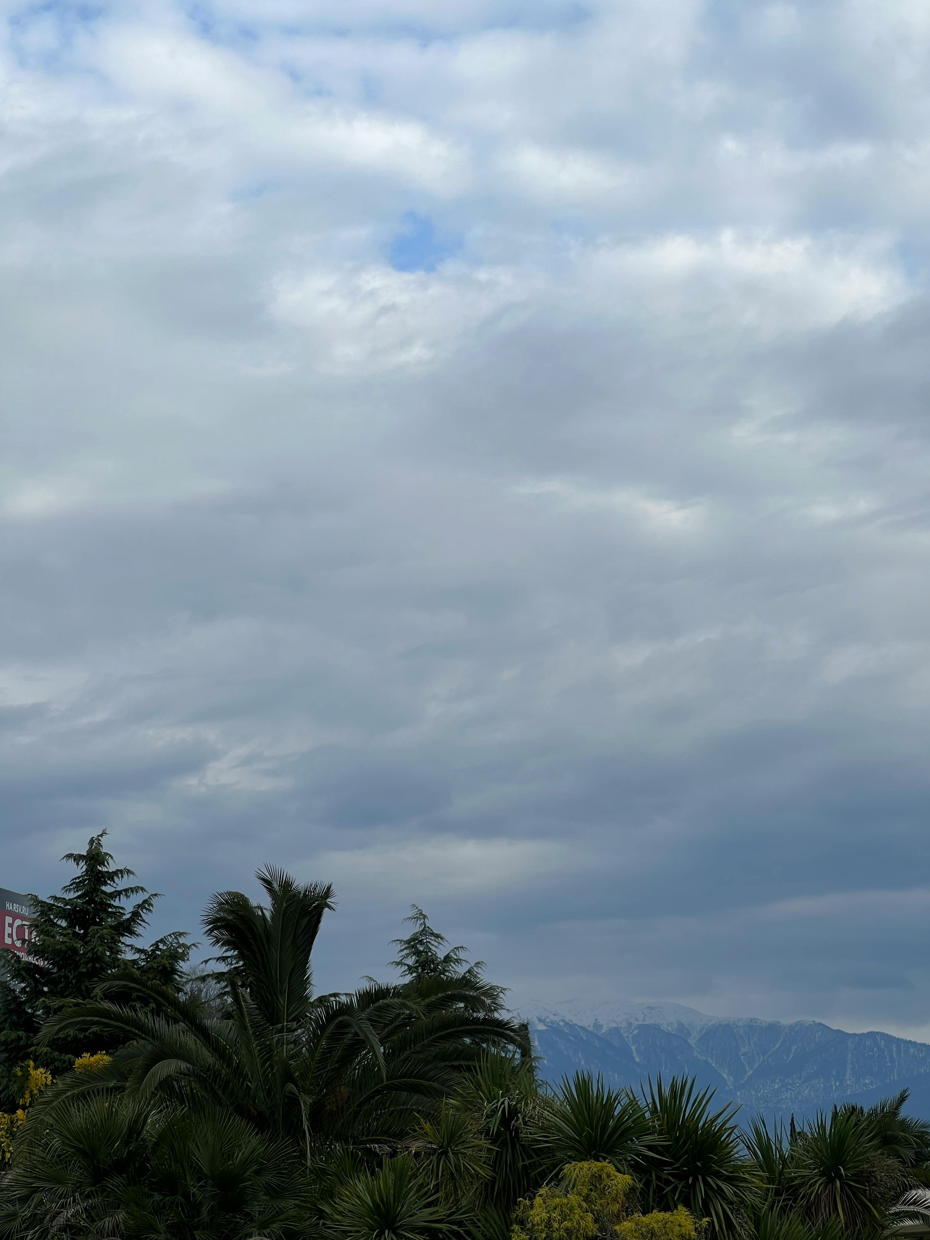 White Clouds above Trees · Free Stock Photo