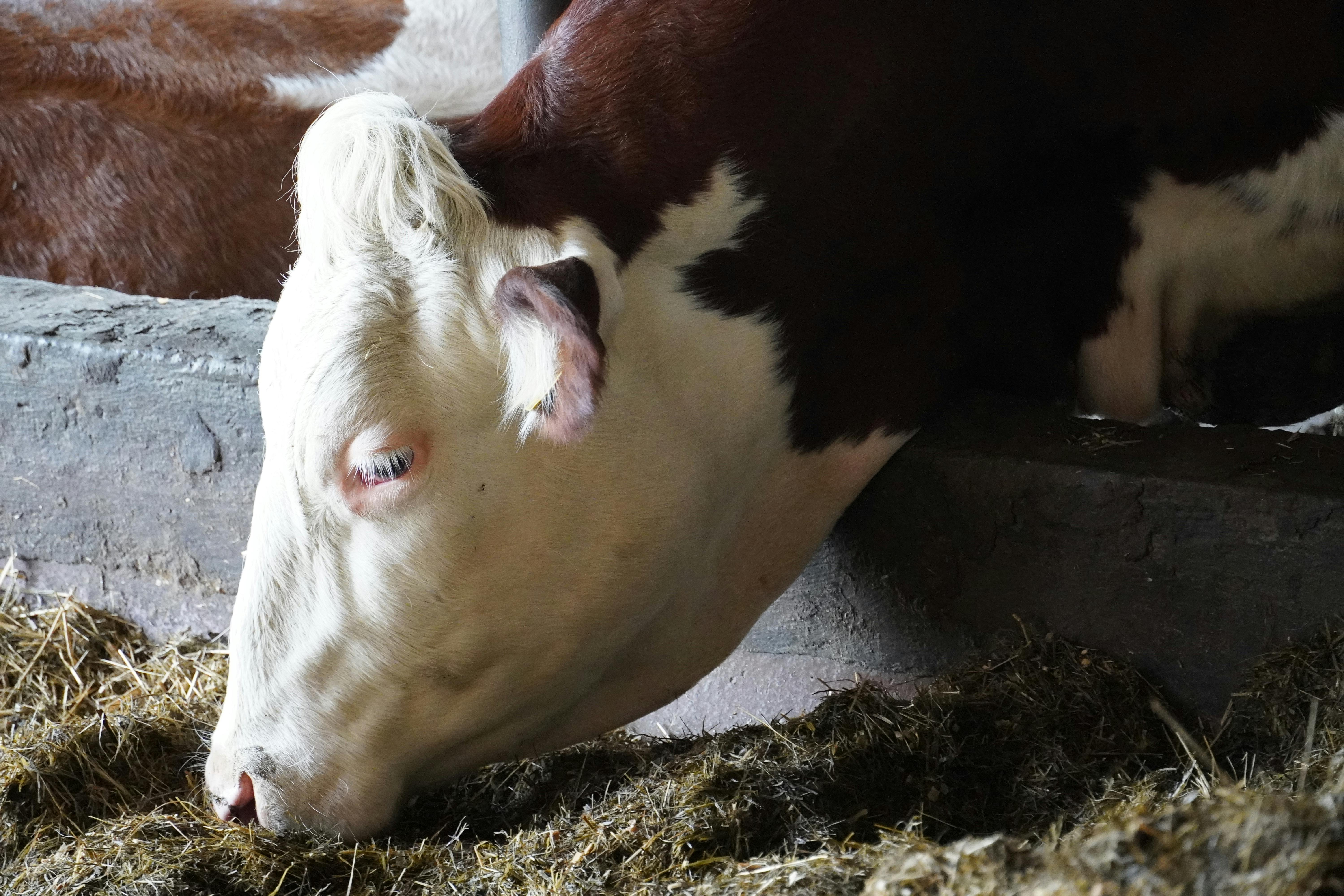 White and Brown Cow Smelling the Soil · Free Stock Photo