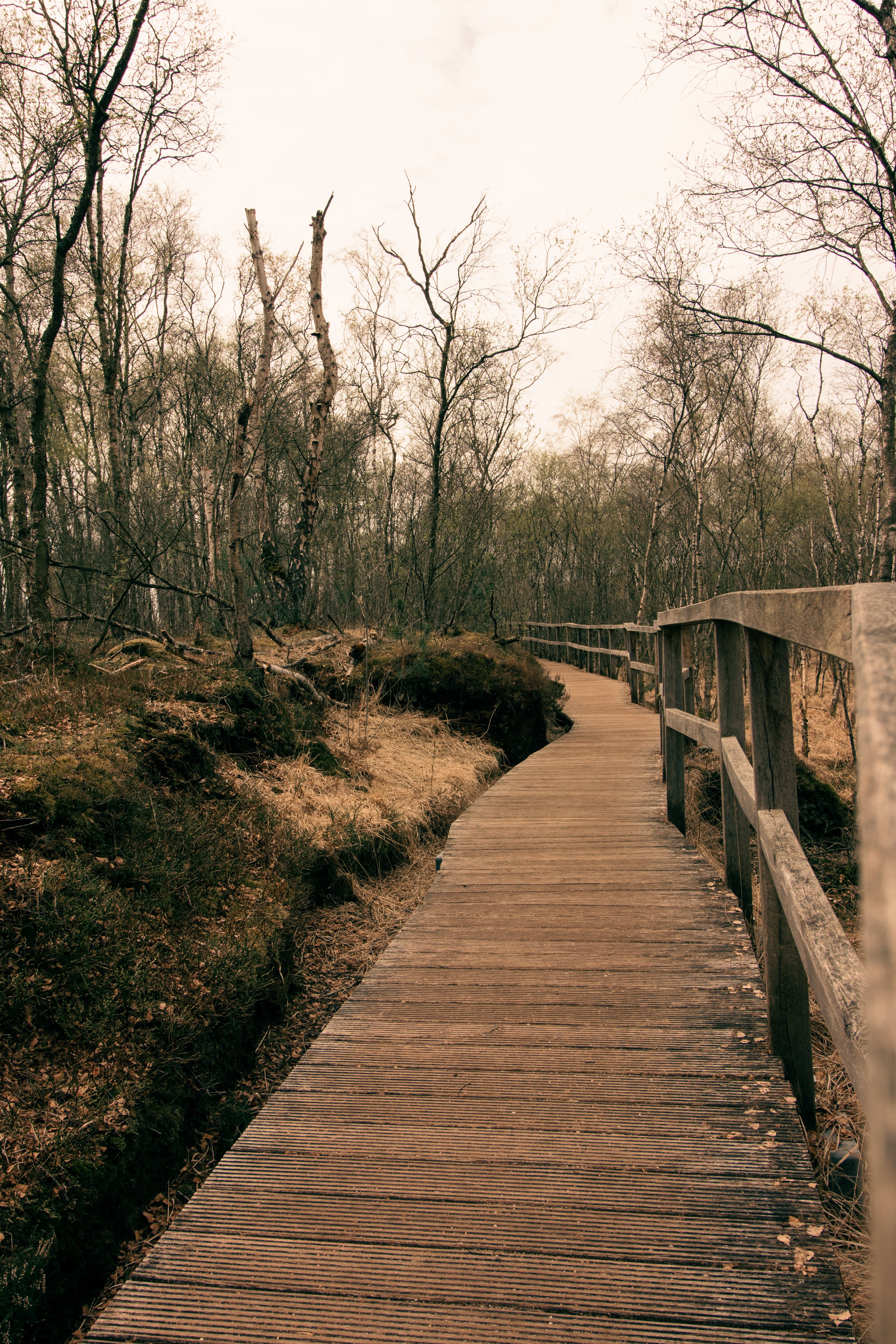 Rocky Pathway Surrounded by Trees · Free Stock Photo