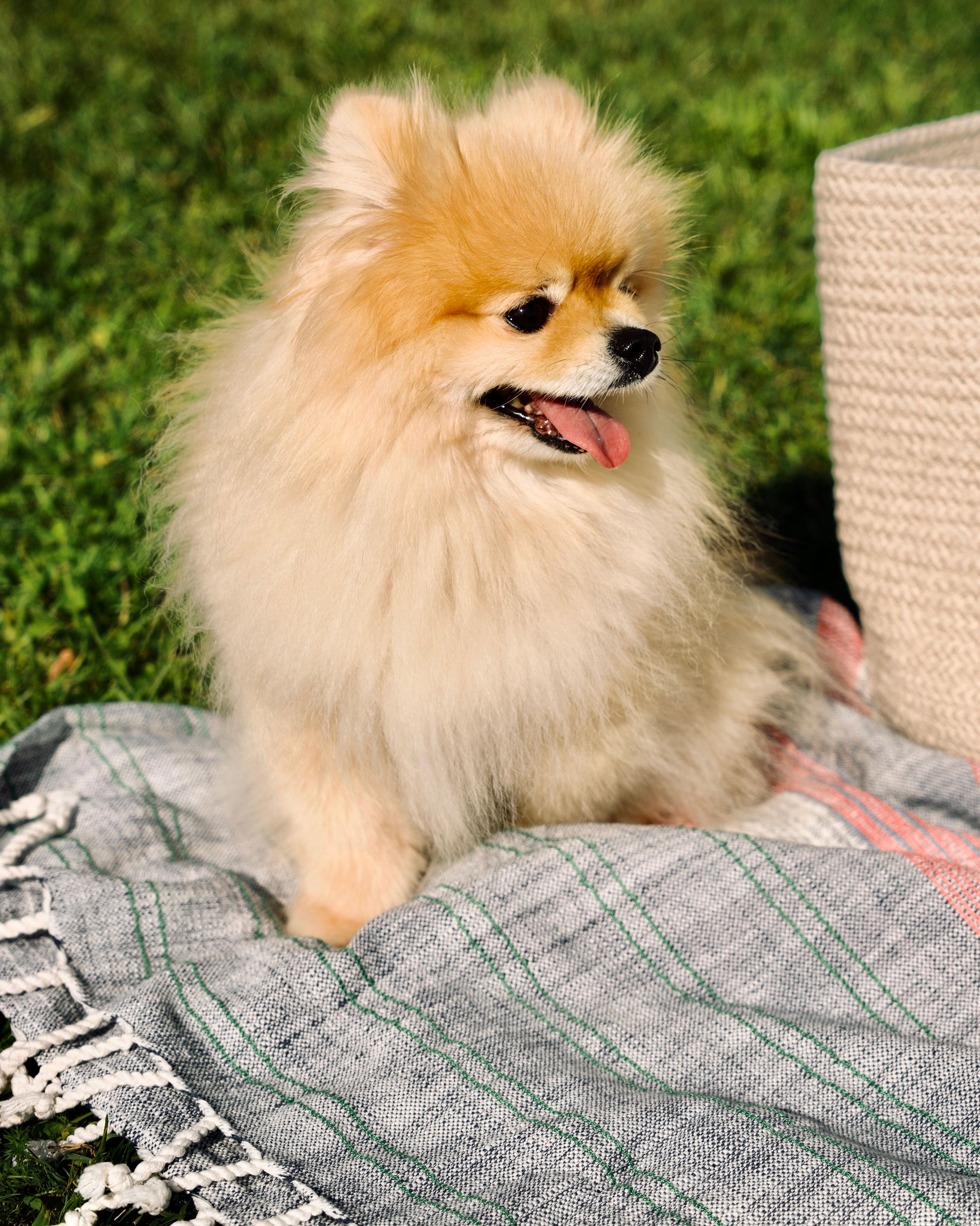 Photo of a Brown Pomeranian Dog · Free Stock Photo