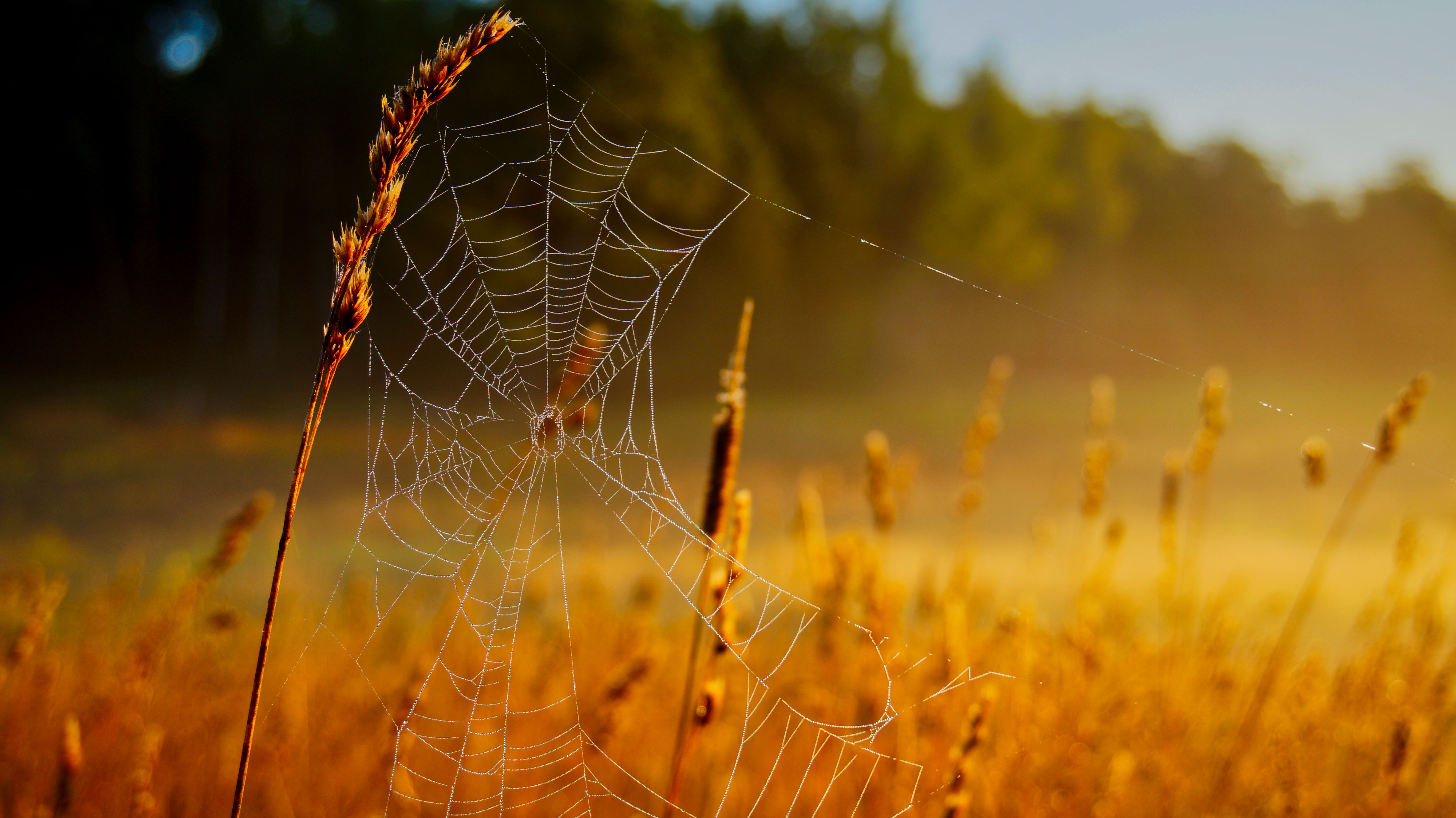 Cobweb Stretched Between Plants · Free Stock Photo