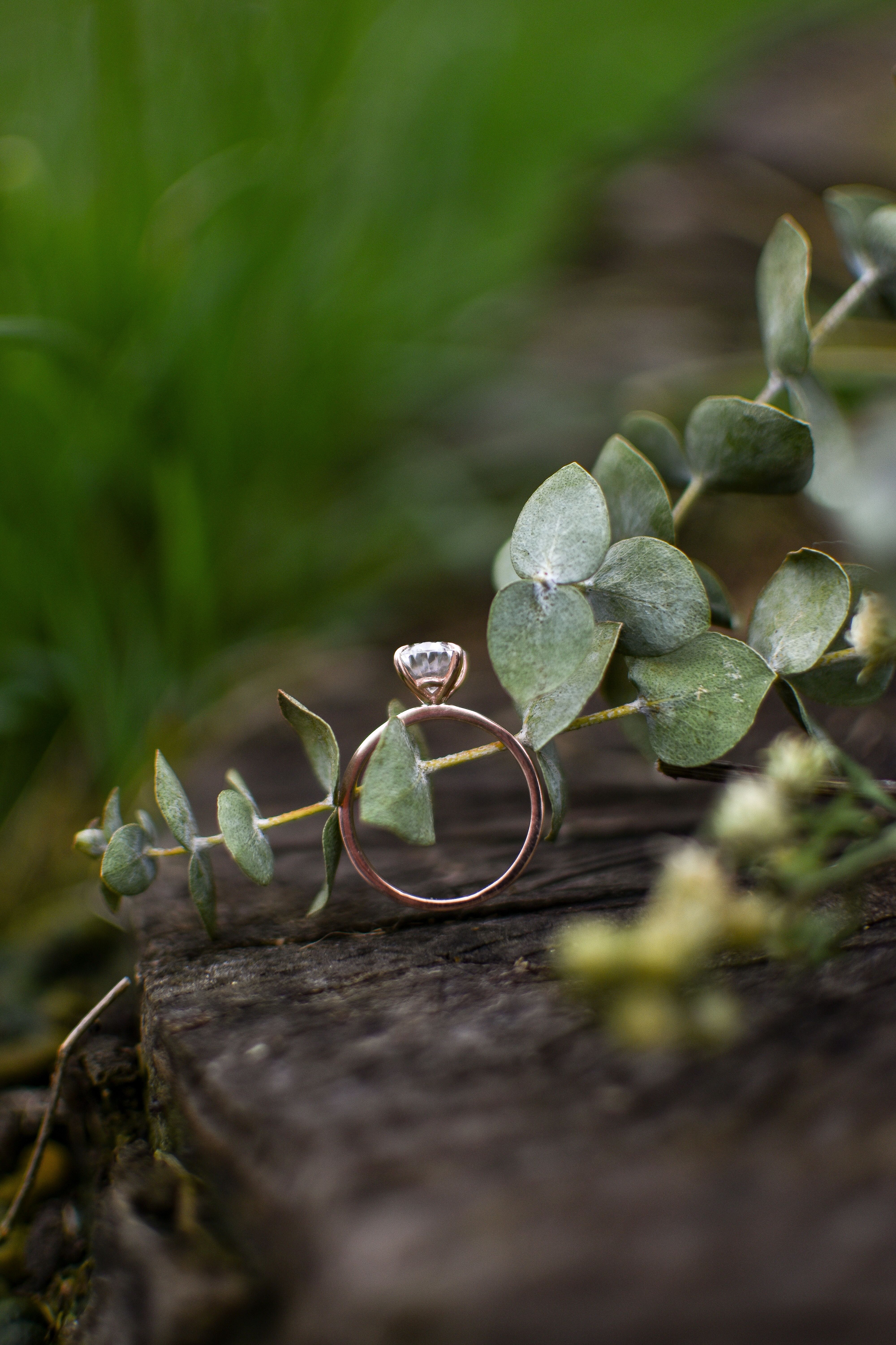 Close-Up Shot of a Ring on a Plant · Free Stock Photo