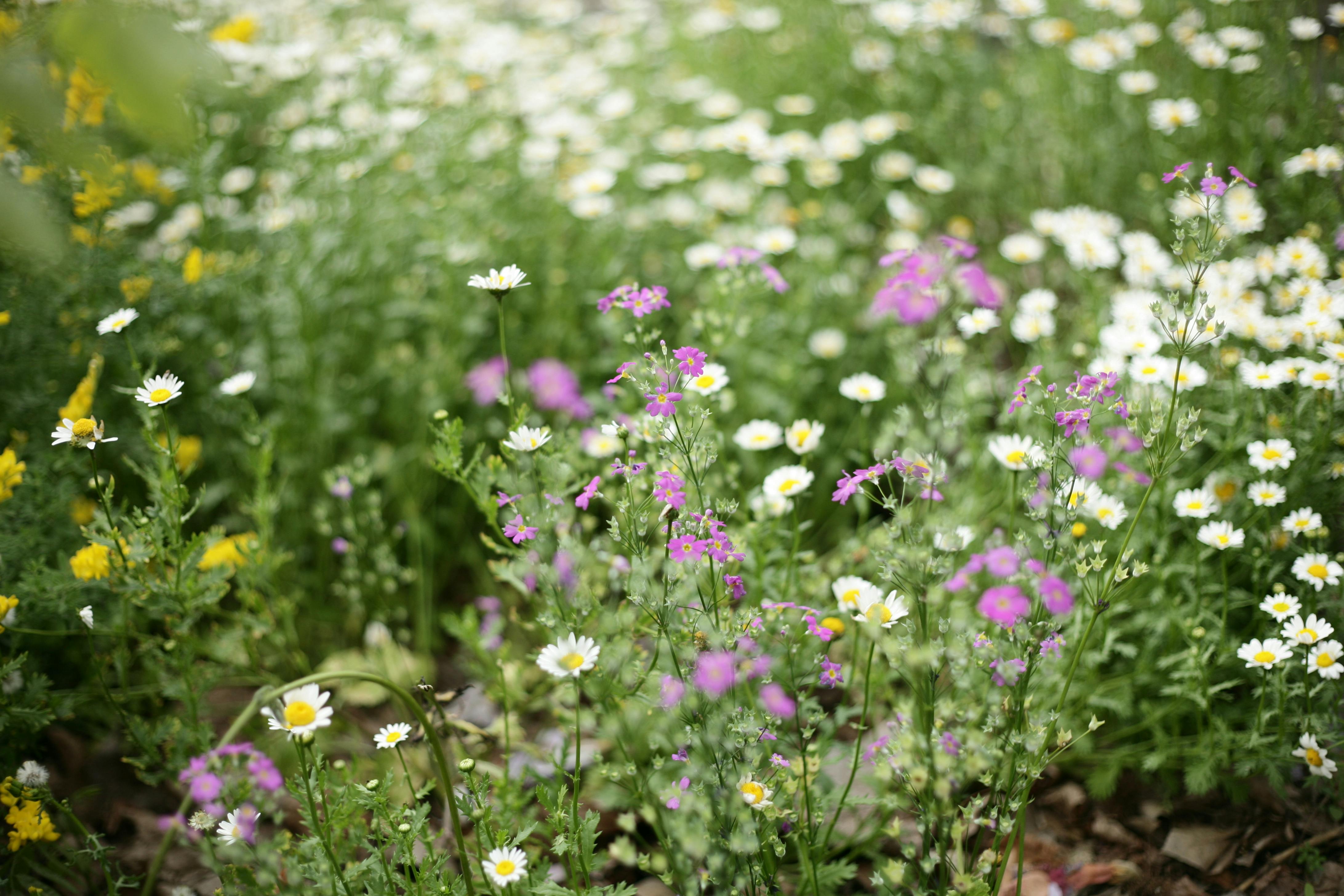 Beautiful Flower Field in Close-up Photography · Free Stock Photo