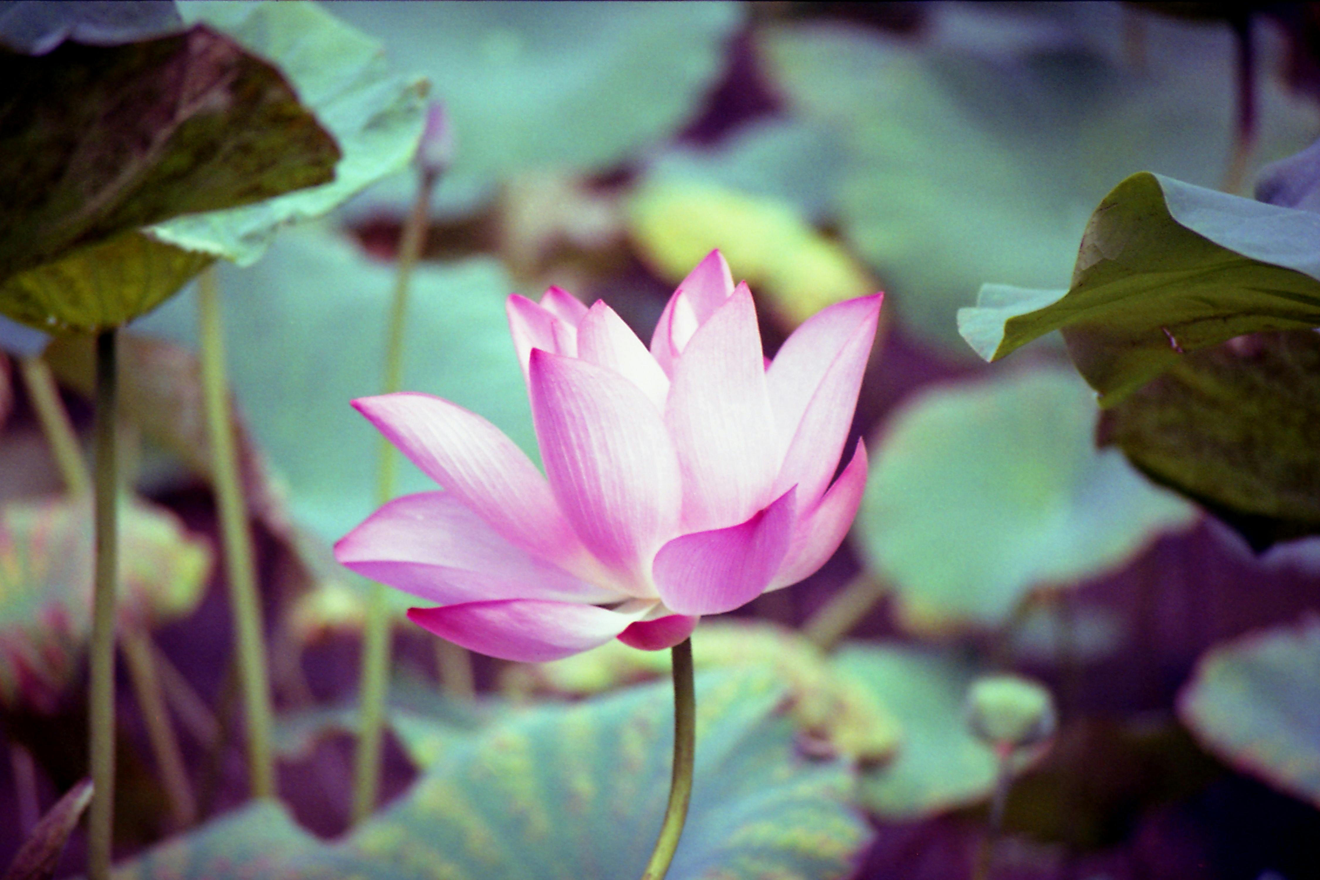 Golden Lotus Mural · Free Stock Photo