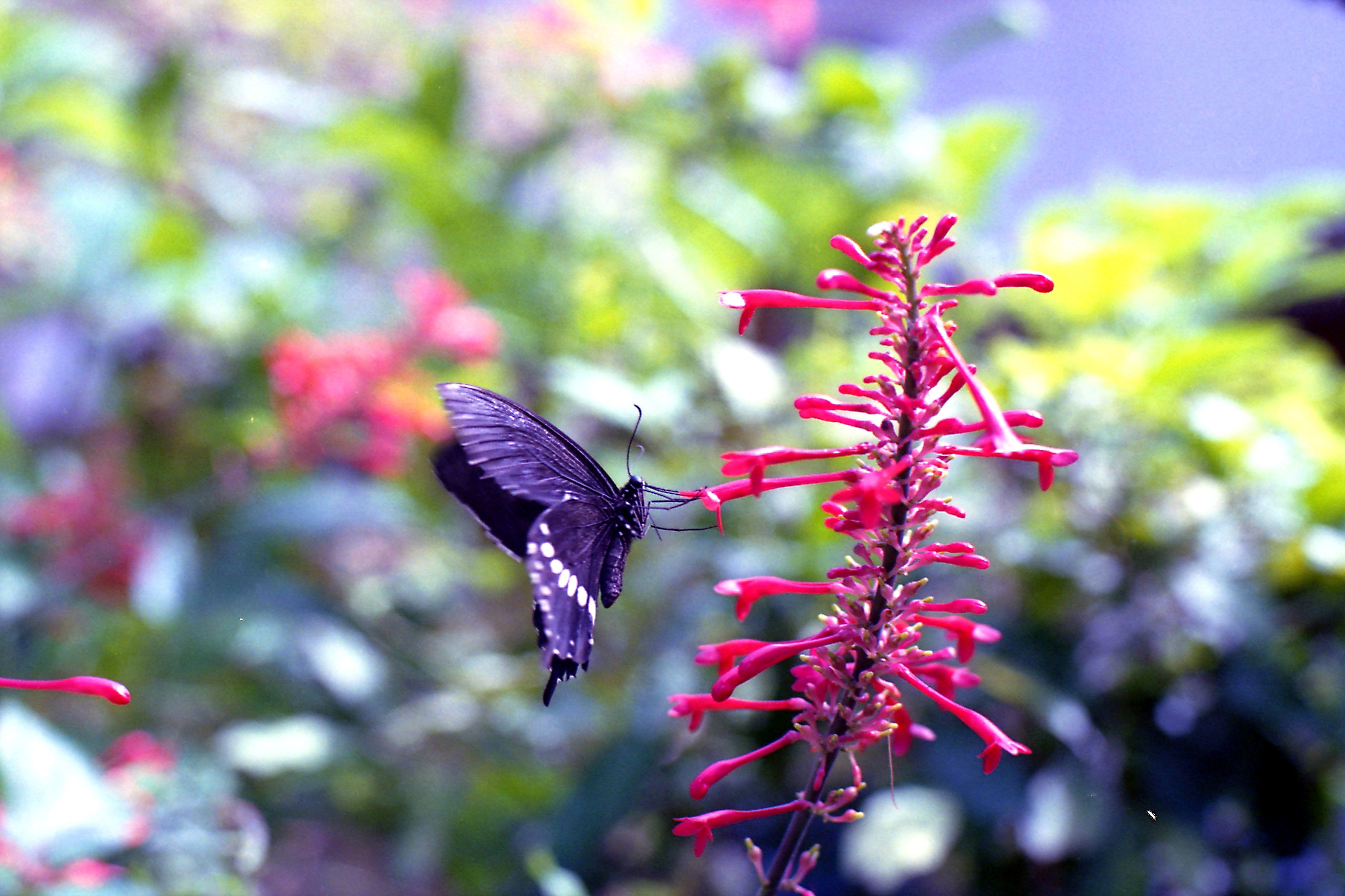 Close Up Shot of a Butterfly · Free Stock Photo