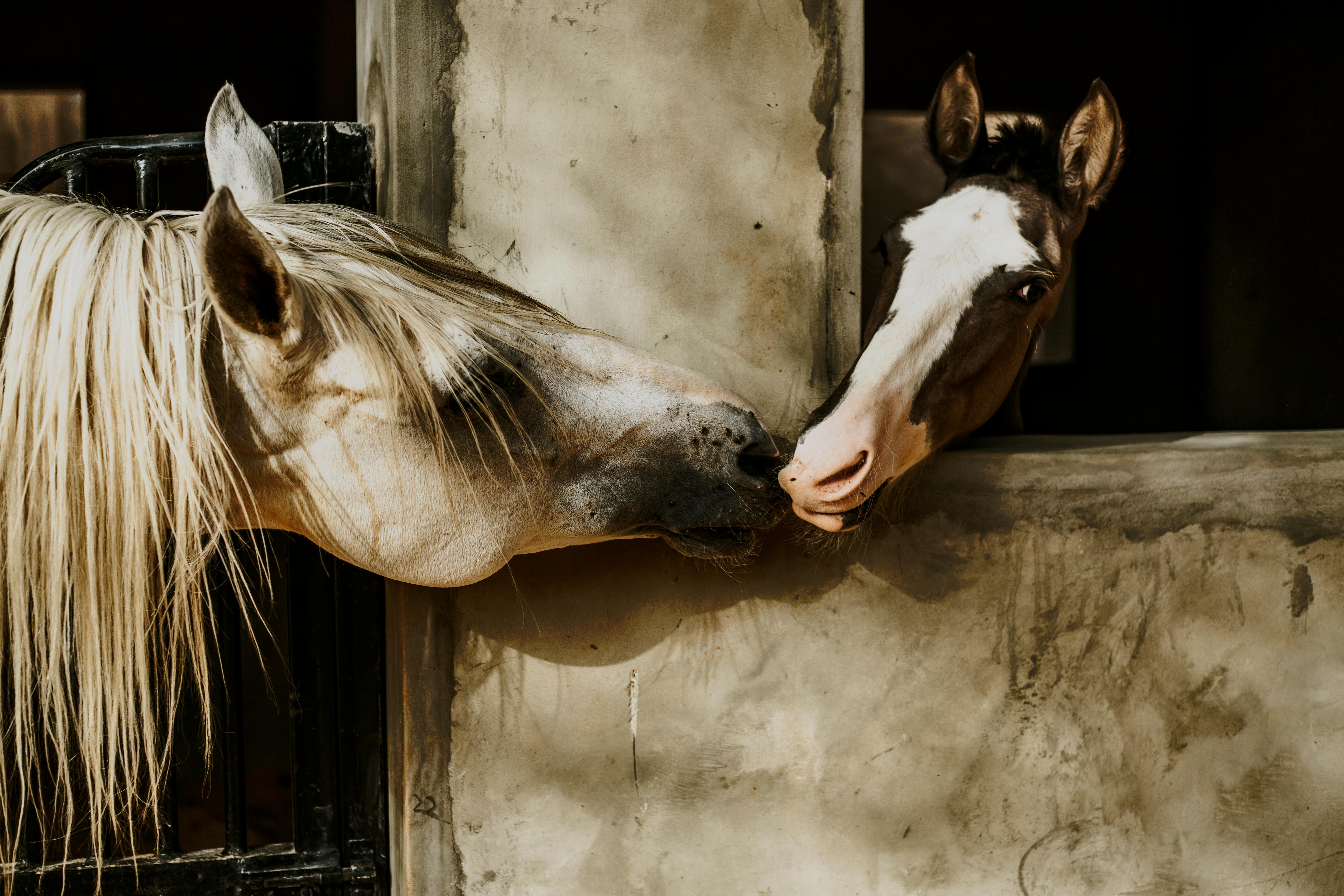 Horse Cage Photos, Download The BEST Free Horse Cage Stock Photos & HD ...