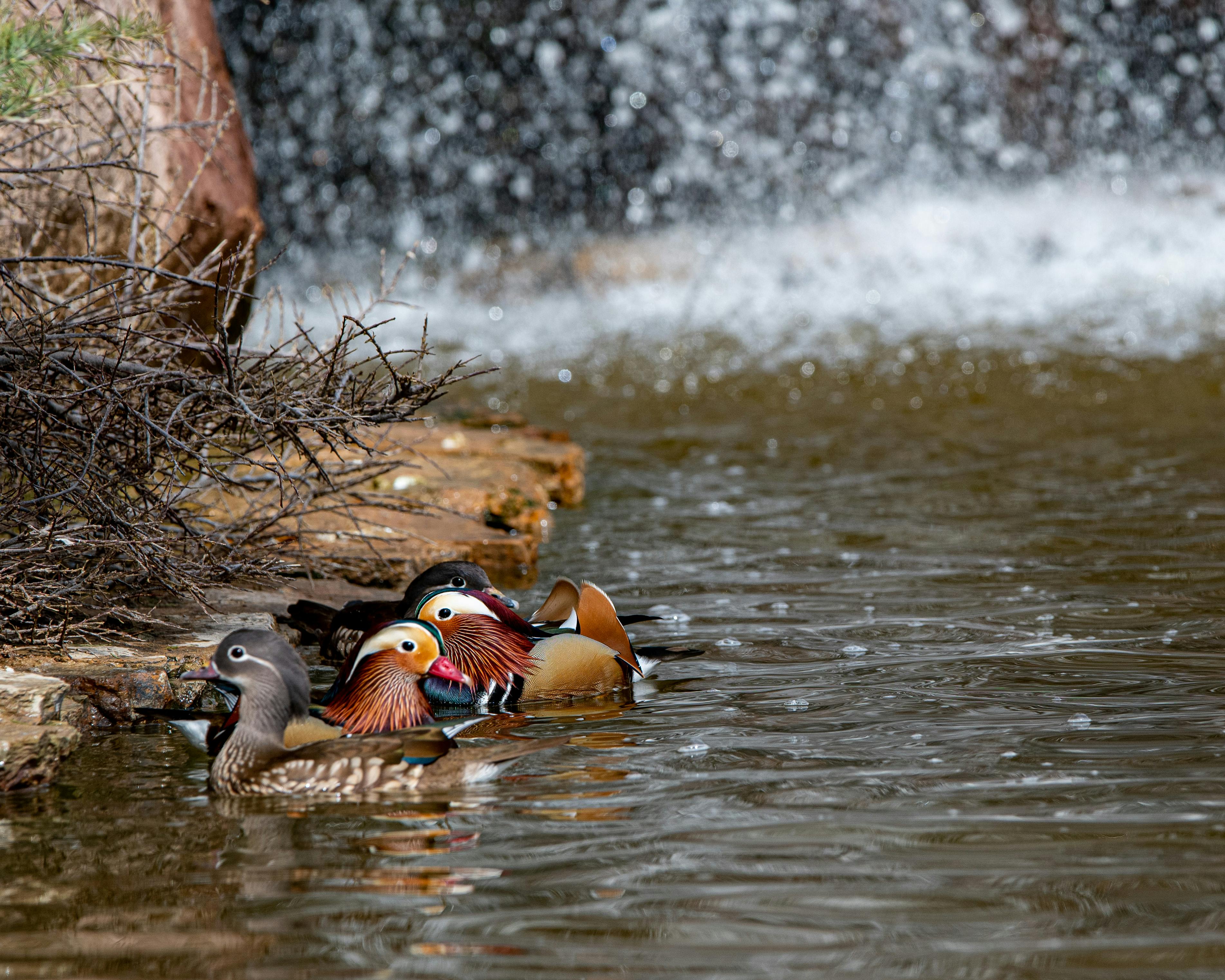 Photo of a Mandarin Duck with Wings Raised · Free Stock Photo