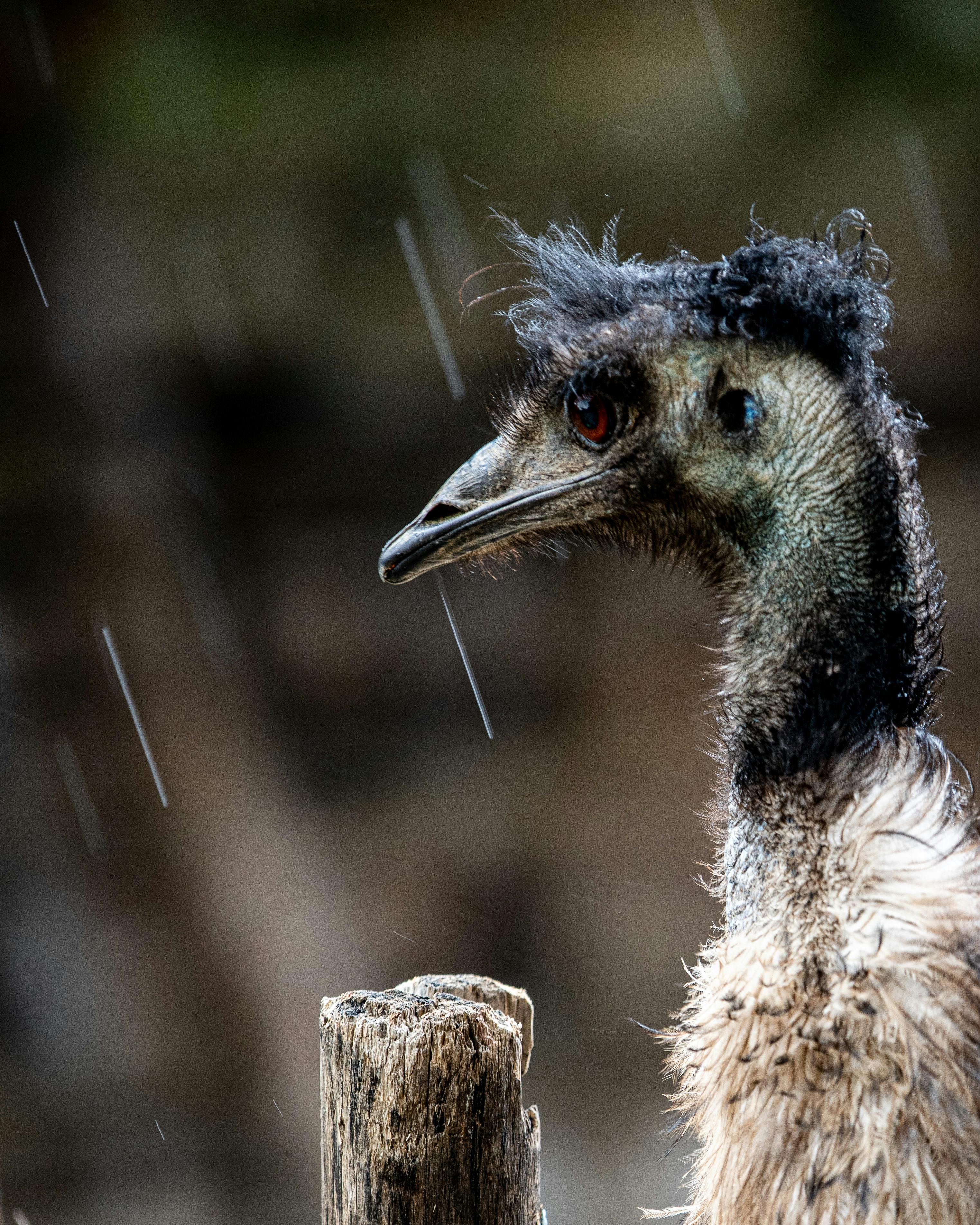 49+ Best Free Emu Stock Photos & Images · 100% Royalty-Free HD Downloads